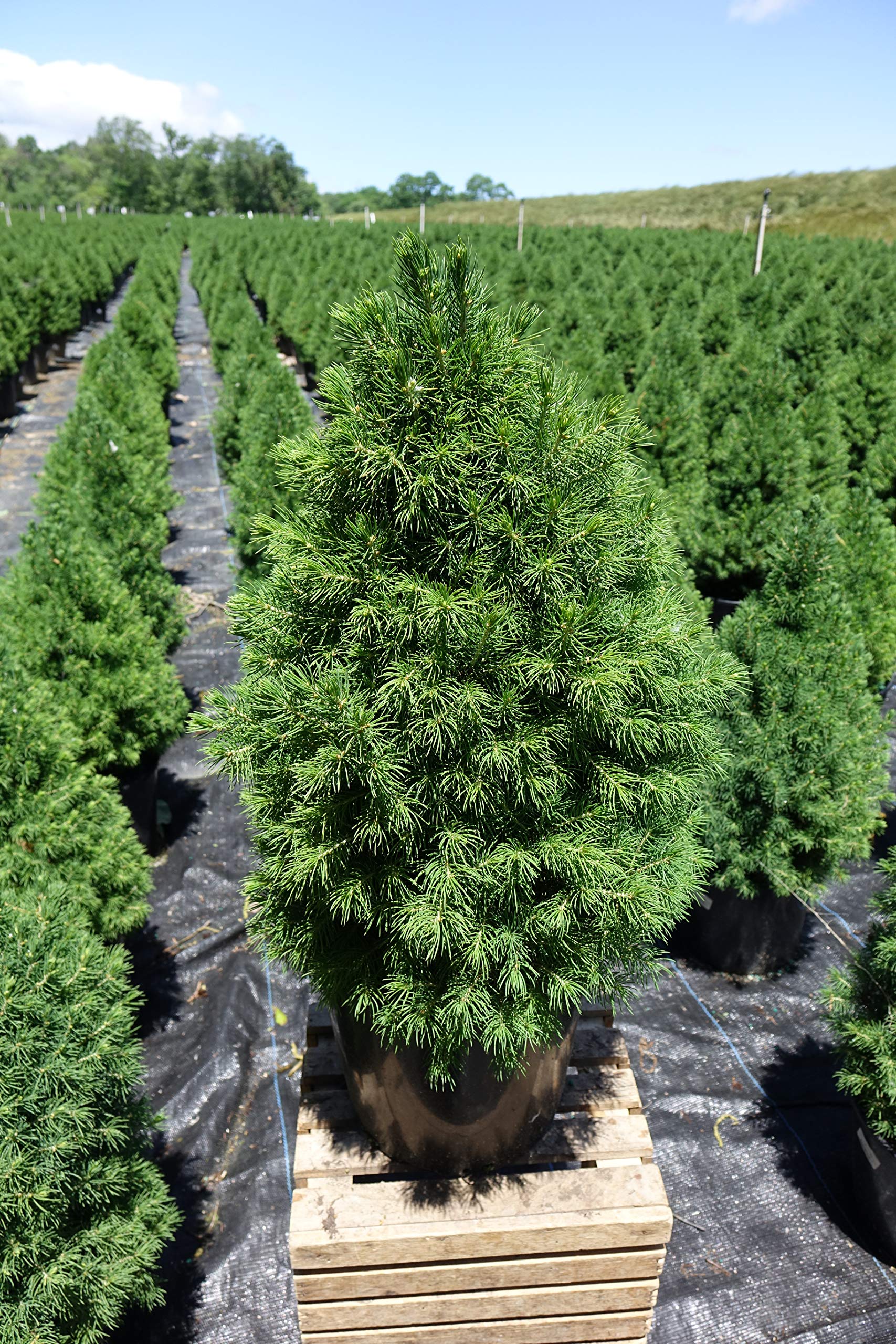 Evergreen Shrubs Expert Gardener Dwarf Alberta Spruce (2.5 Gallon ...
