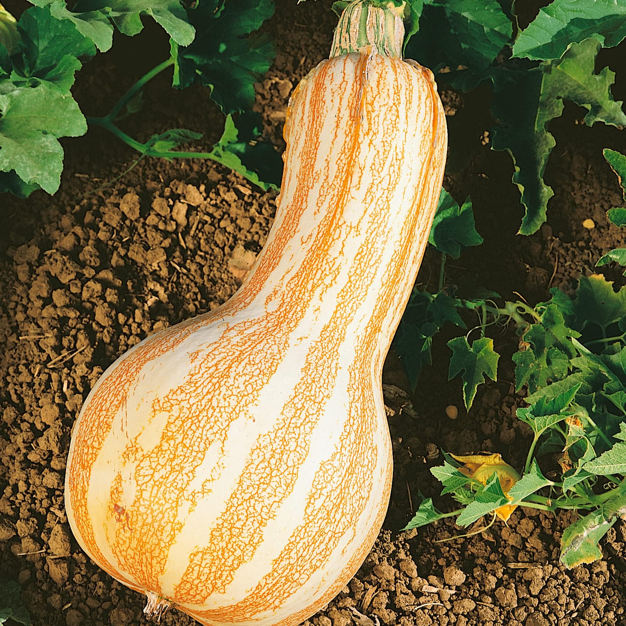 Amazon.com : Puerto Rican Pumpkin/Calabaza ( 25 Seeds) - Open ...