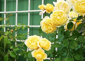 David Austin's English Roses: Austin, David, Marriott, Michael ...