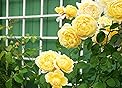 English Roses: David Austin: 9781840915549: Amazon.com: Books