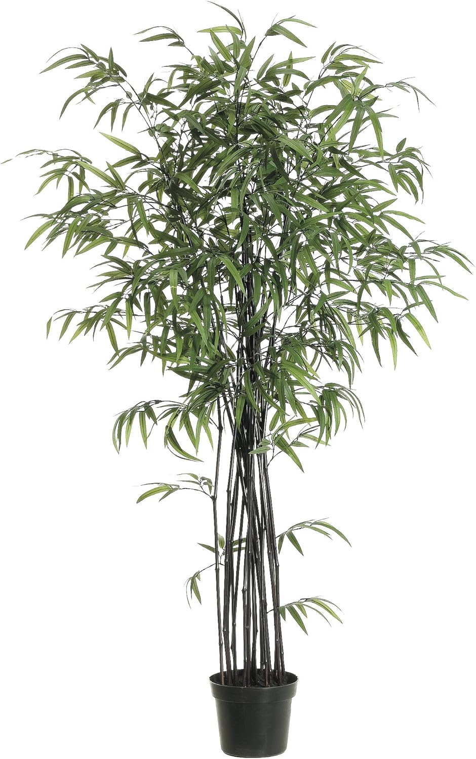 Amazon.com: Silk Plants Direct Black Bamboo Tree (Pack of 2) : Home ...