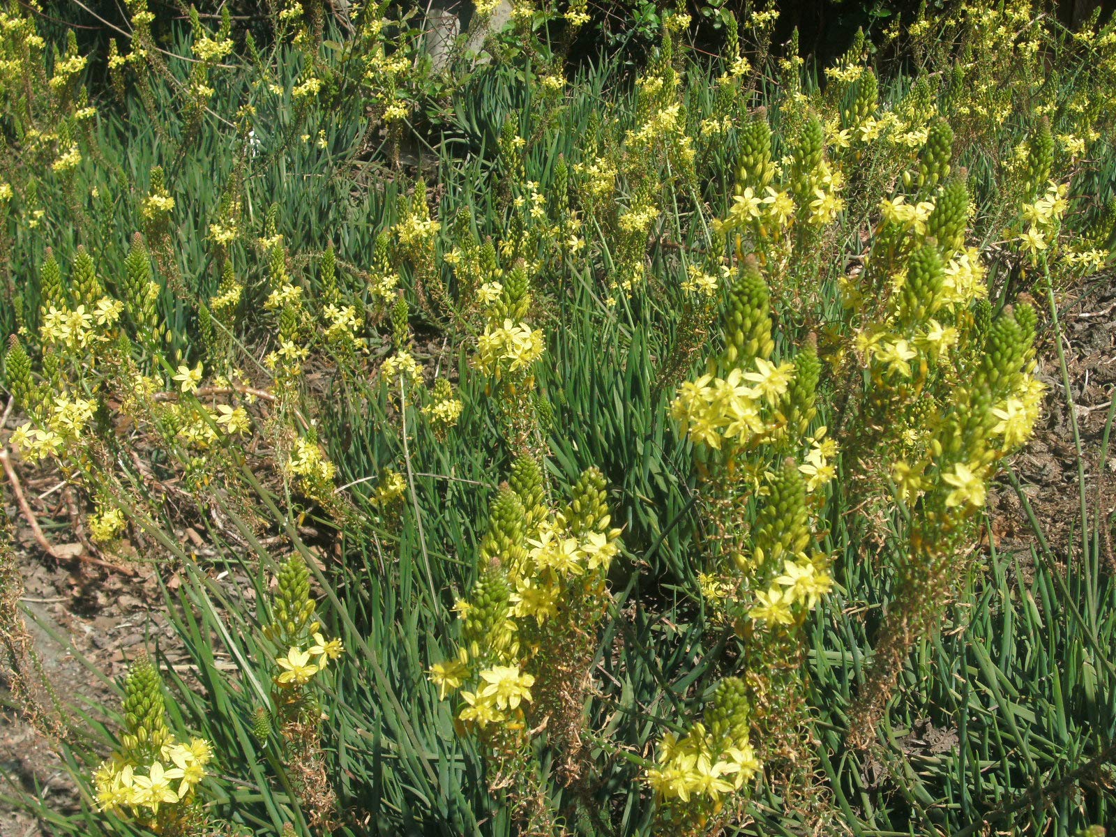 Buy 1 Starter of Bulbine Bulbine Floribunda Bulbinella latifolia SSP ...