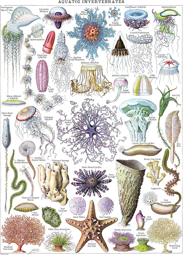 Amazon.com: Vintage Jellyfish & Aquatic Invertebrates Poster Print ...