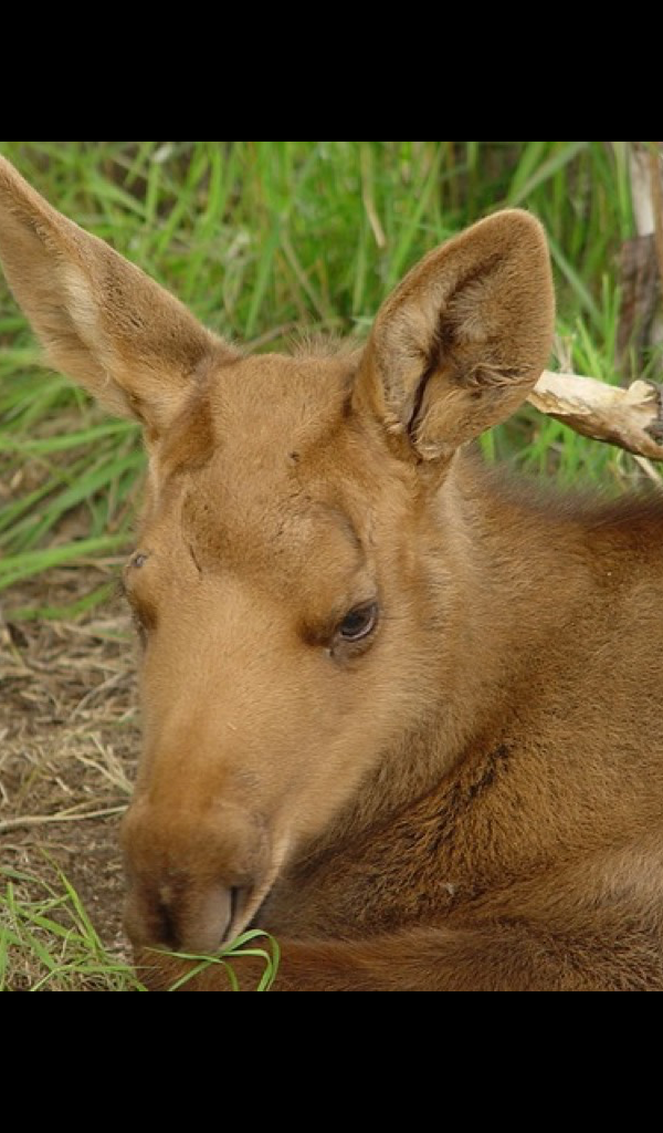 Baby Moose Wallpaper -- HD Wallpapers of Baby Moose! - App on Amazon ...