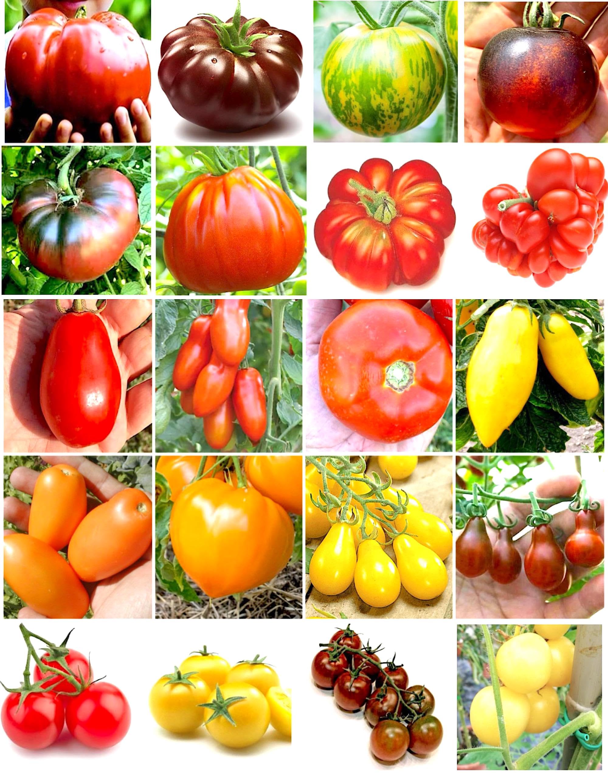 Tipos Y Variedades De Tomates BASF Ofrece 9 Tomates Resistentes A