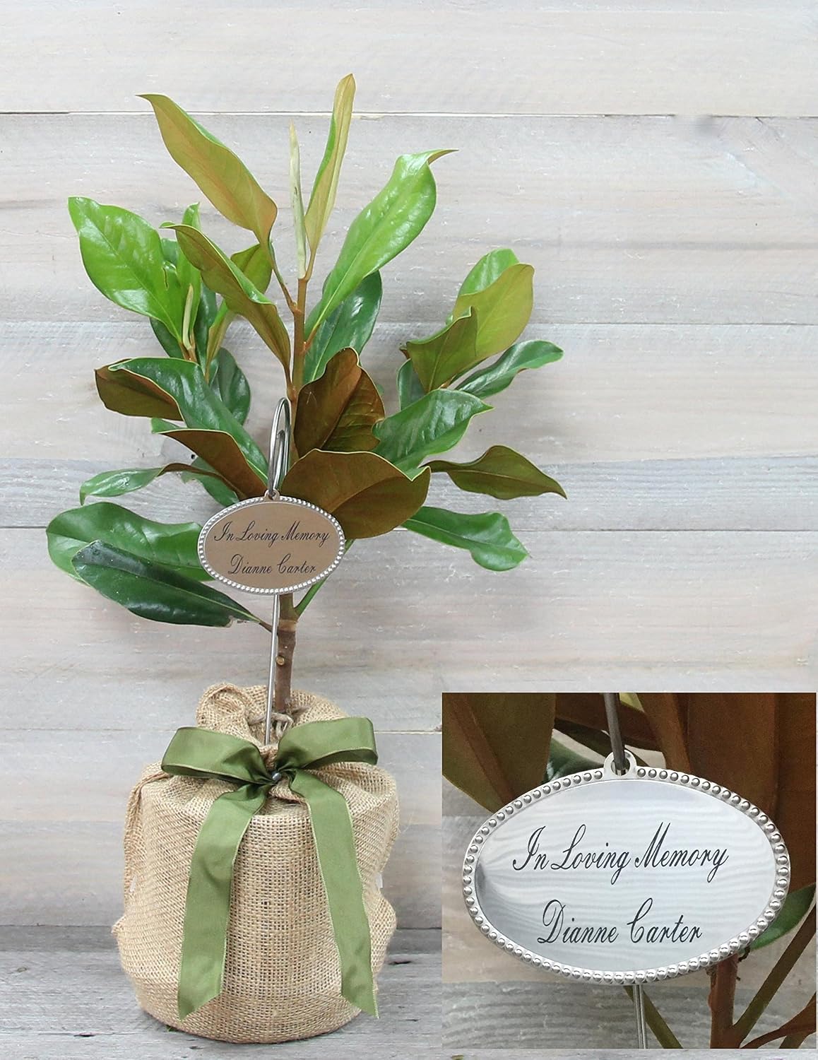 Amazon.com: Southern Magnolia Sympathy Gift Tree by The Magnolia ...
