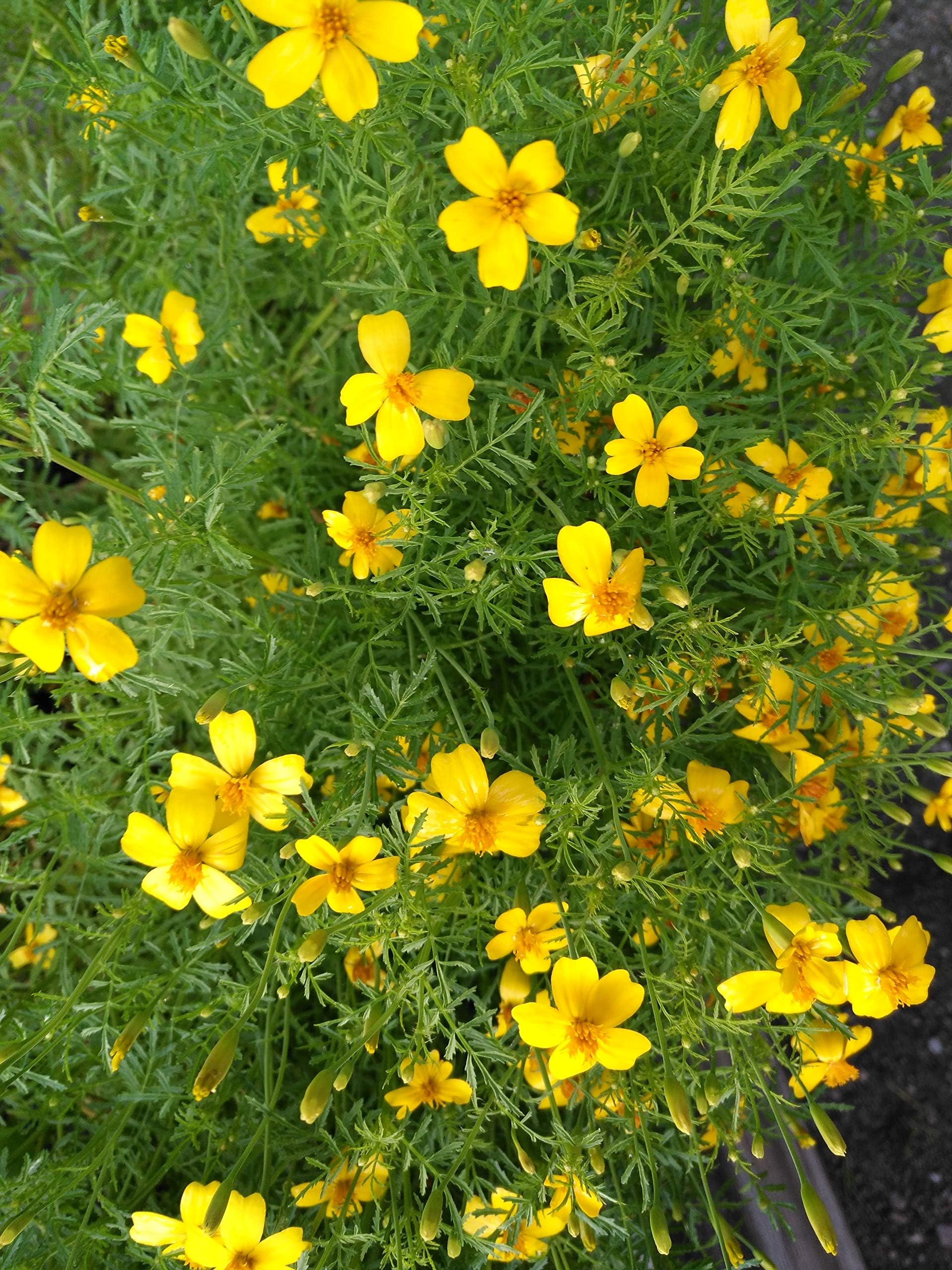 Hundredfold Lemon Gem Signet Marigold 100 Seeds - Tagetes tenuifolia ...