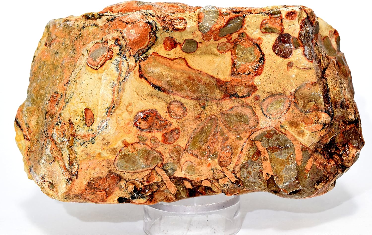 Amazon.com: 505g Leopardite Jasper Rough Natural Leopard Skin Mineral ...