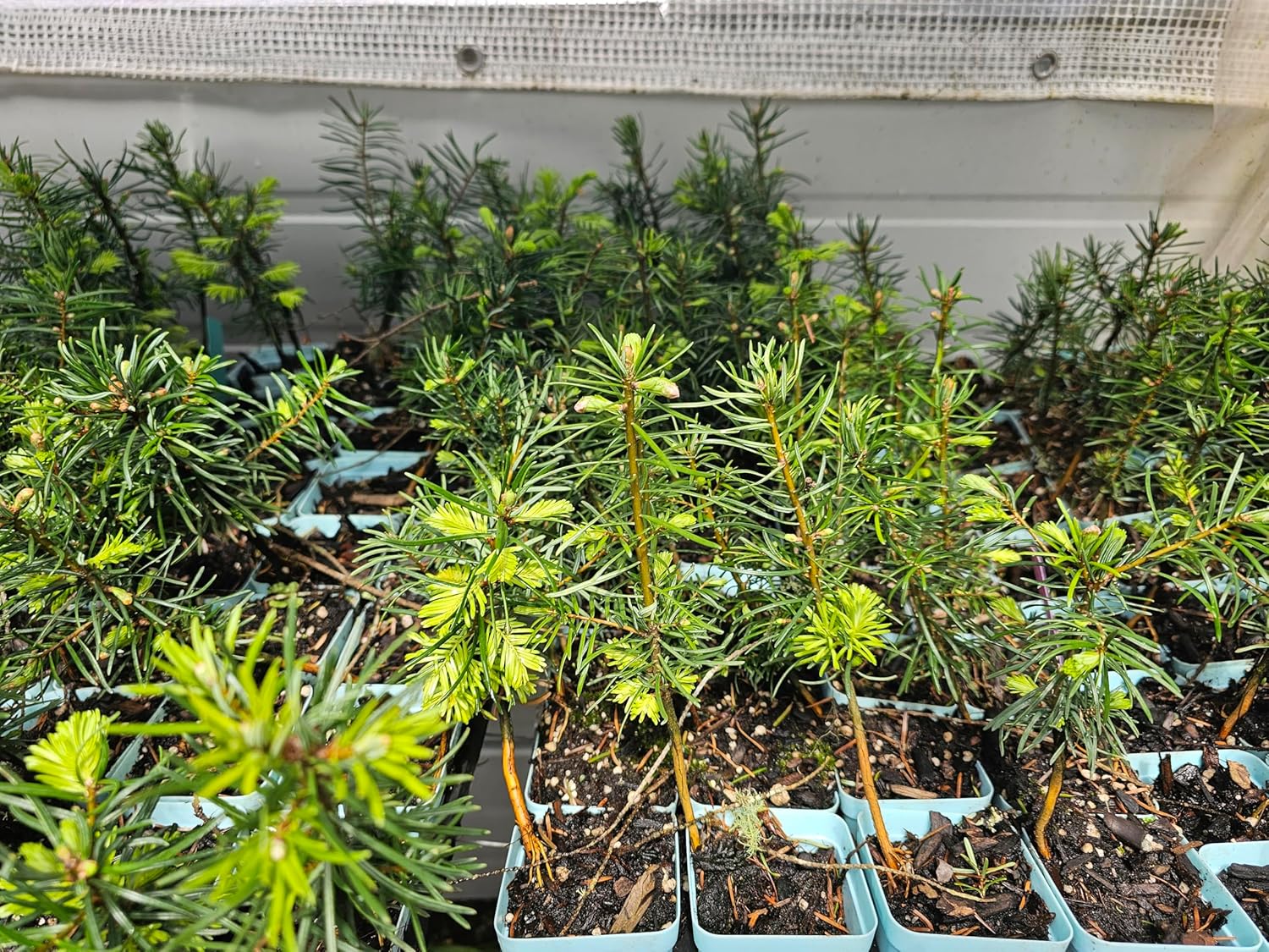 Amazon.com : 4-Pack Live Grand Fir Tree Seedling, 3-Inch Pot, Noble Fir ...