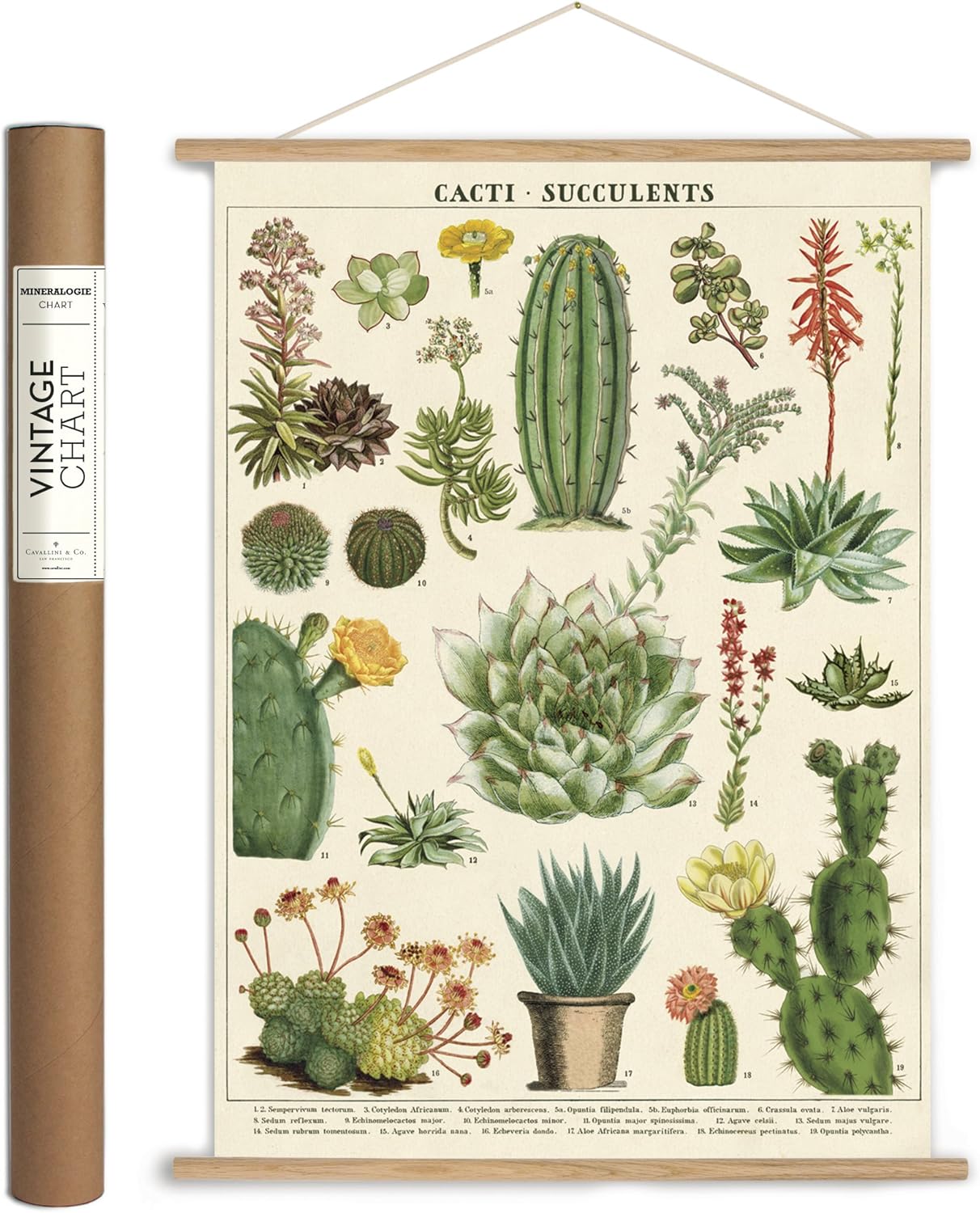 Amazon.com: HeyMillion Succulents Vintage Wall Décor, Multicolor ...