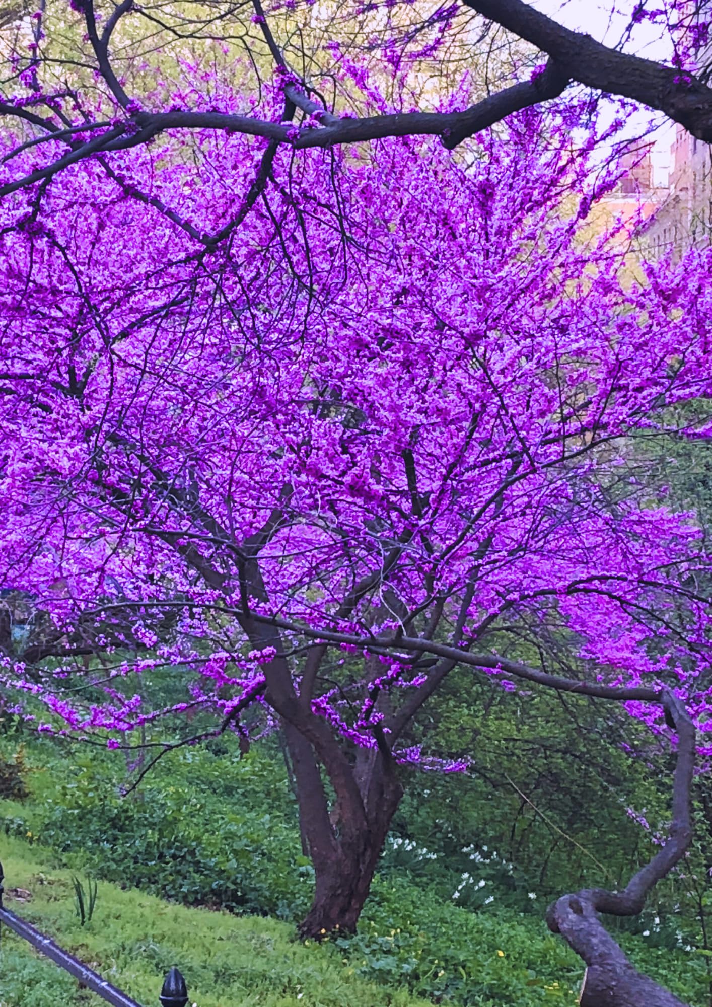 2 Years Old Redbud Tree Live Plant In Gallon Pot | Desertcart INDIA