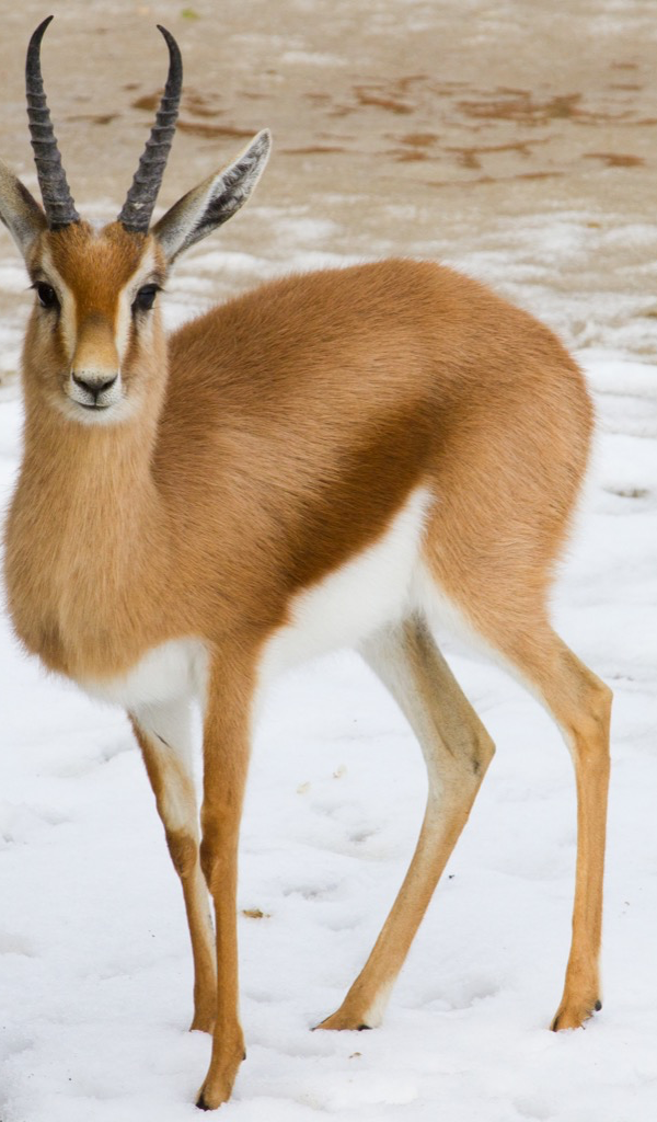 Cute Gazelle Wallpaper -- HD Wallpapers of Cute Gazelles! - Aplicativo ...
