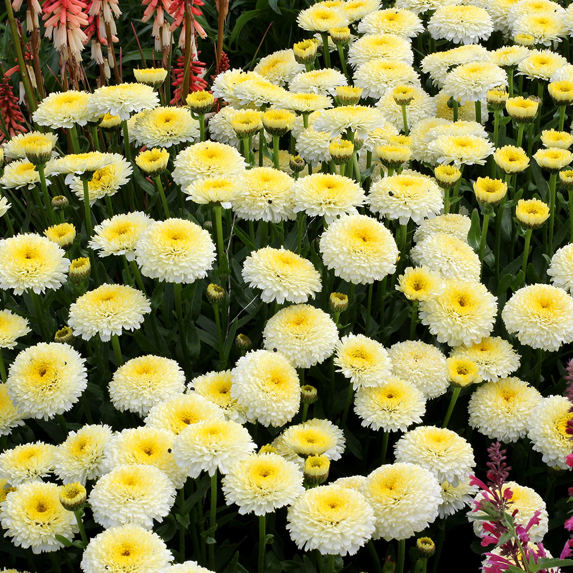 Yellow Shasta Daisy