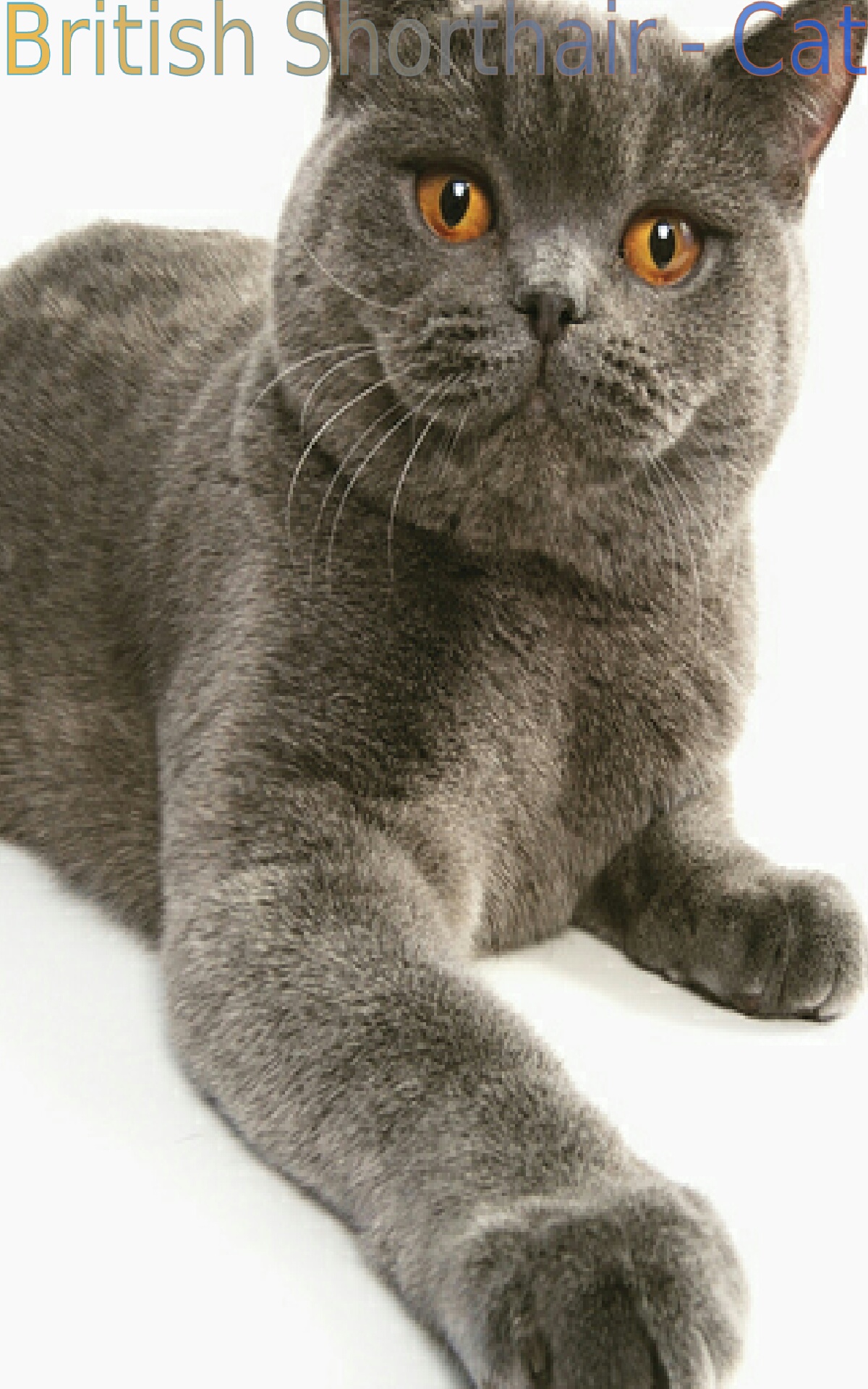 Top 20 Cats and Kittens - App on Amazon Appstore