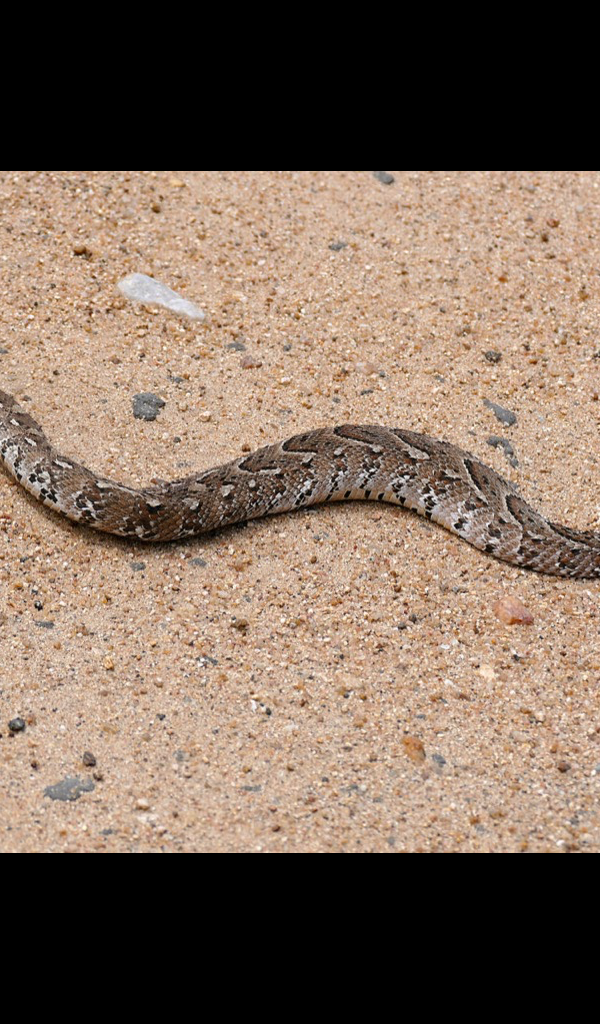 puff adder Wallpaper -- HD Wallpapers of puff adder! - App on Amazon ...