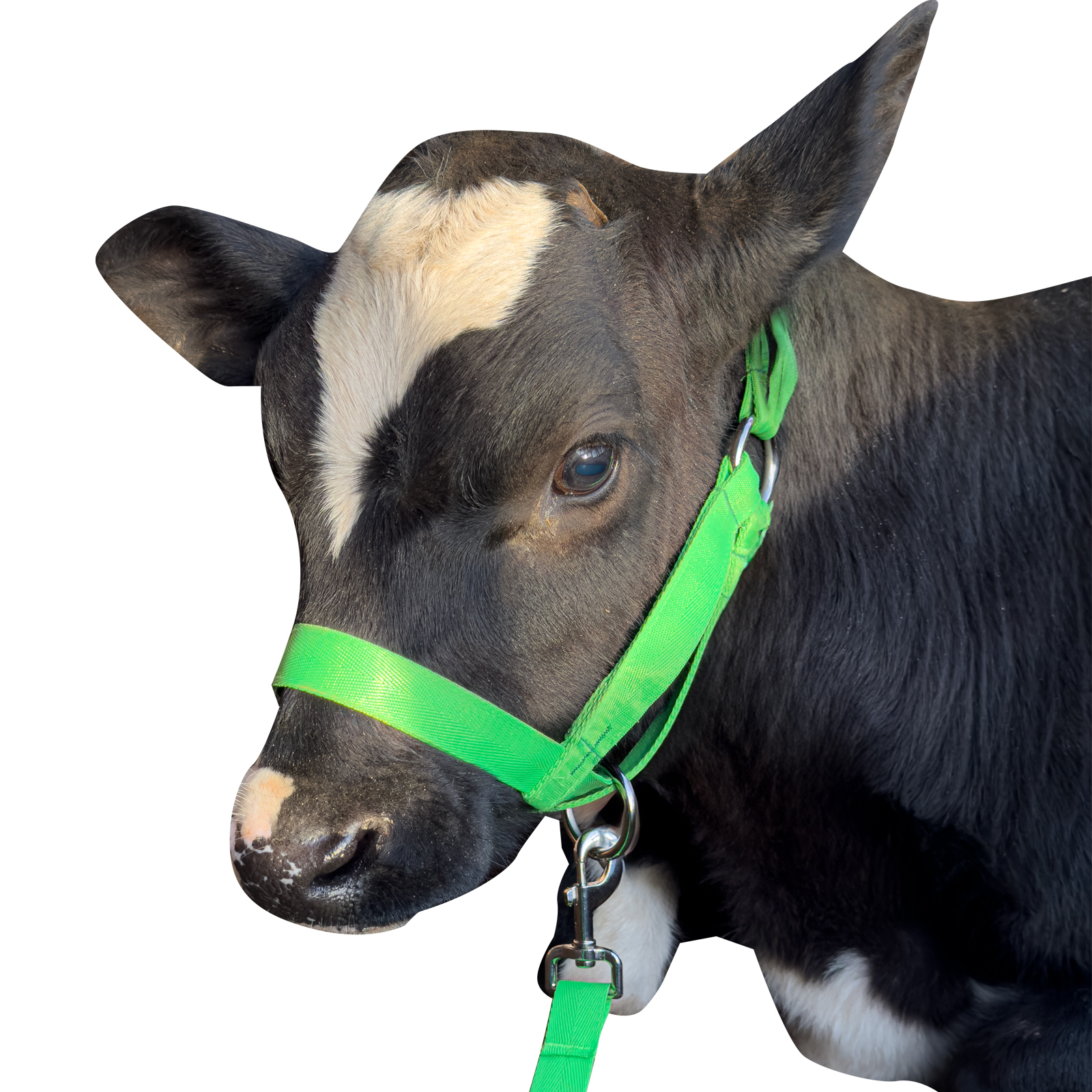 Cattle Halters