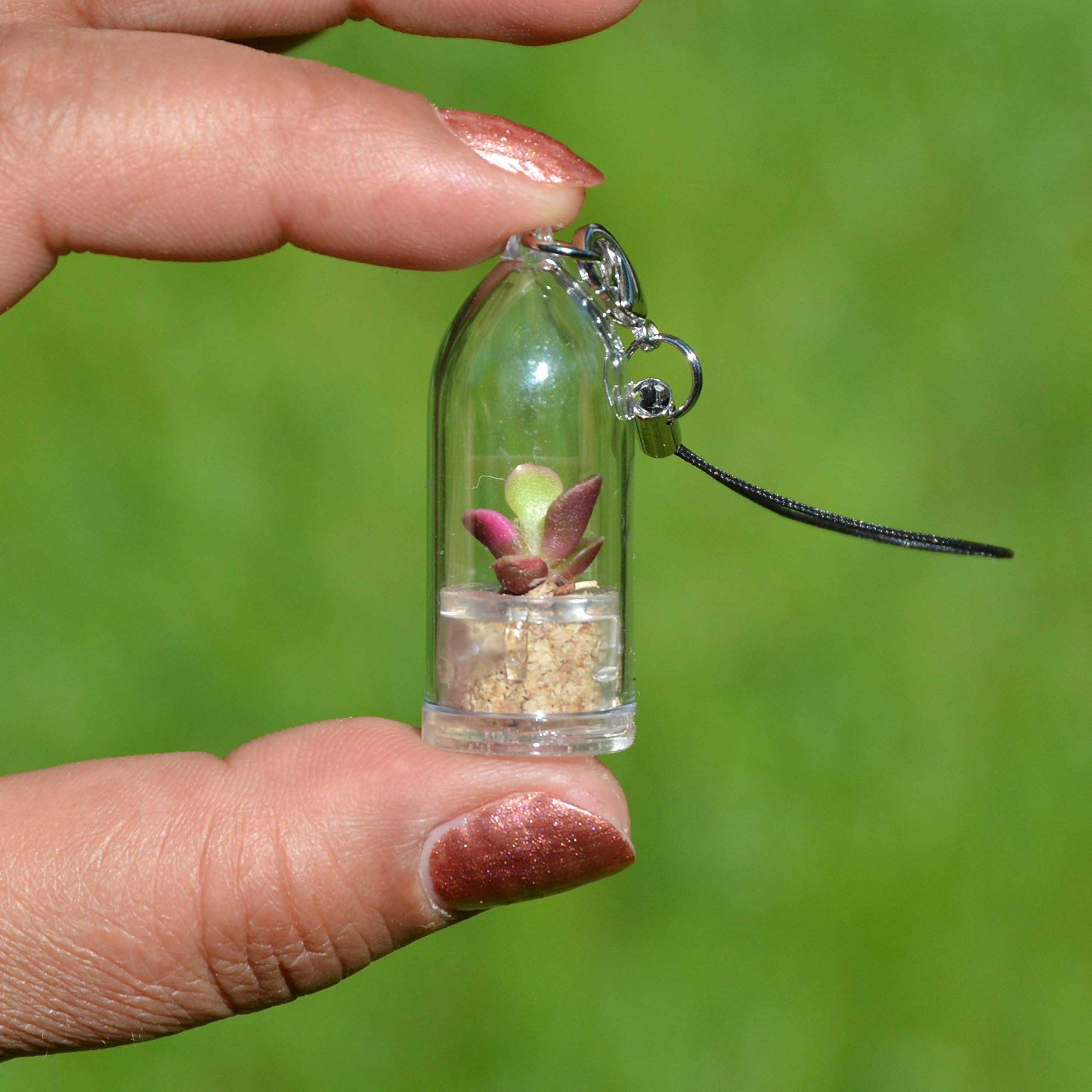 Amazon.com : Miniature Succulent Live Terrarium Succulent - Rock Flower ...