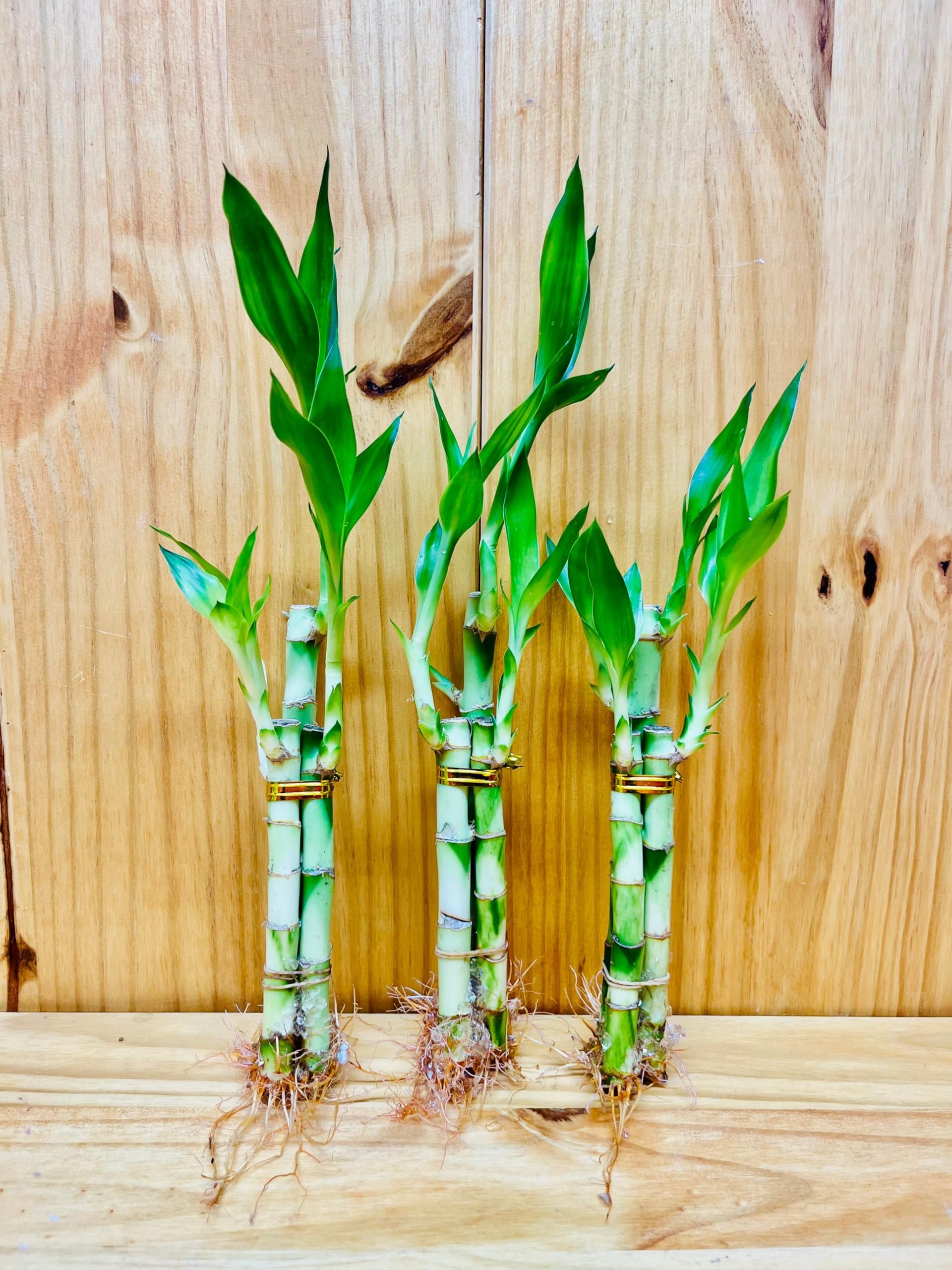 Amazon.com: Lucky Bamboo Arrangements 3 Stem 6”6”8” 3 Arrangement Pack ...