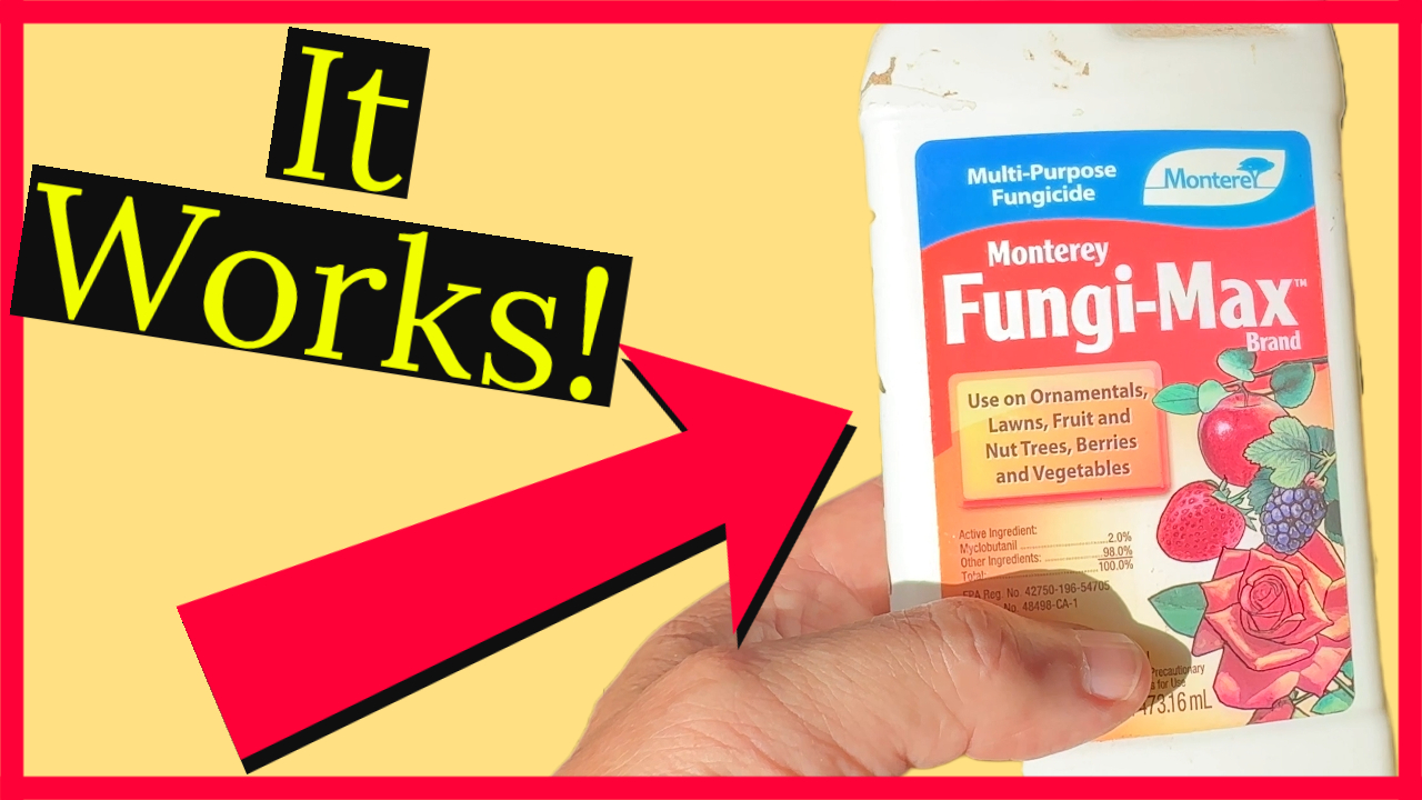 Watch Fungi-Max Lawn and Garden Fungicide on Amazon Live