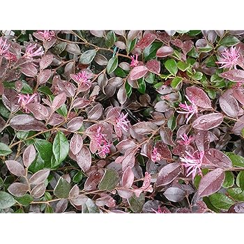 Amazon.com : (1 Gallon Pot)"Ruby" LOROPETALUM (Chinese Fringe Flower ...