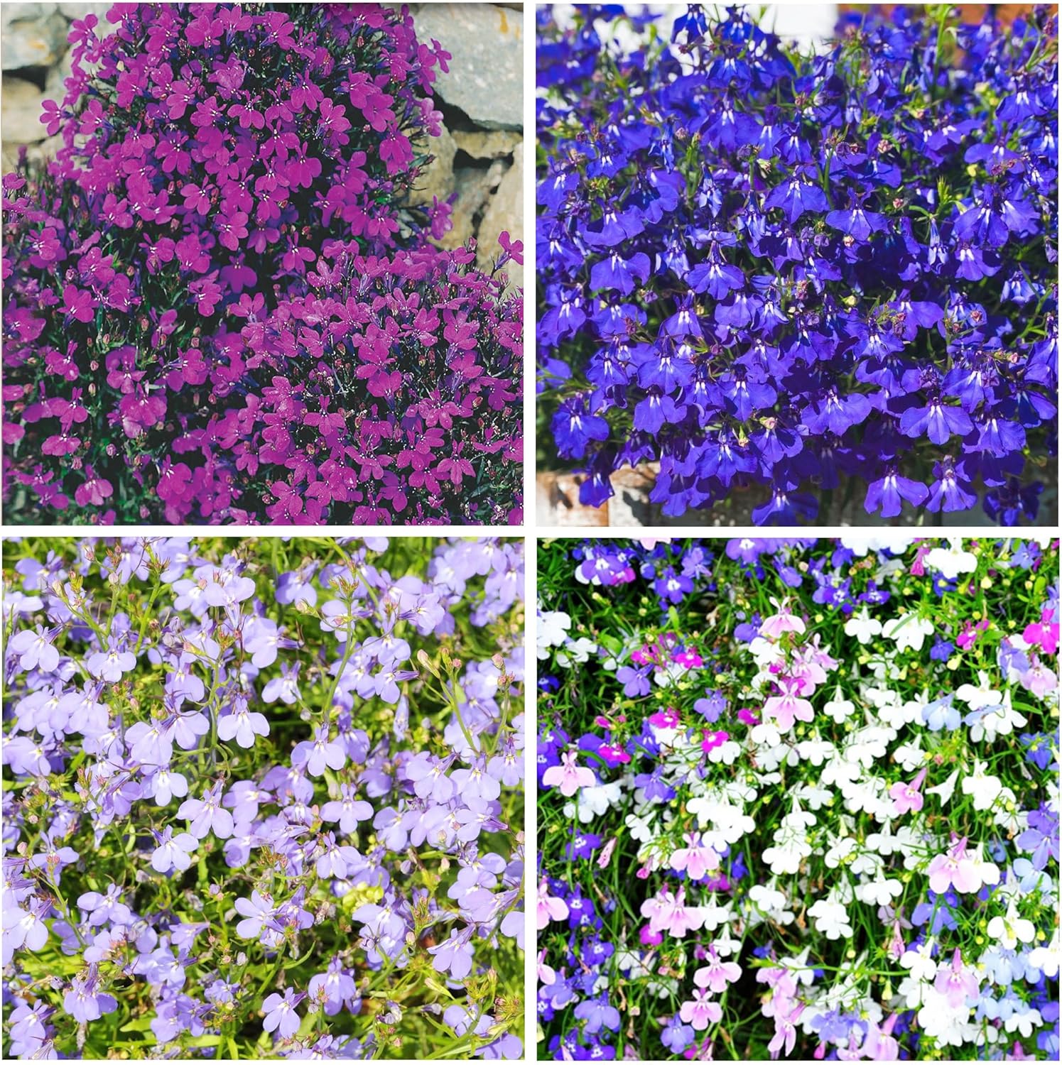 Amazon.com : 5000+ Perennial Cascade Mixture Lobelia Seeds for Planting ...