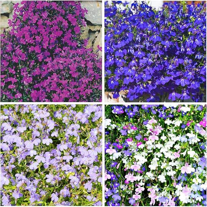 Amazon.com : 5000+ Perennial Cascade Mixture Lobelia Seeds for Planting ...