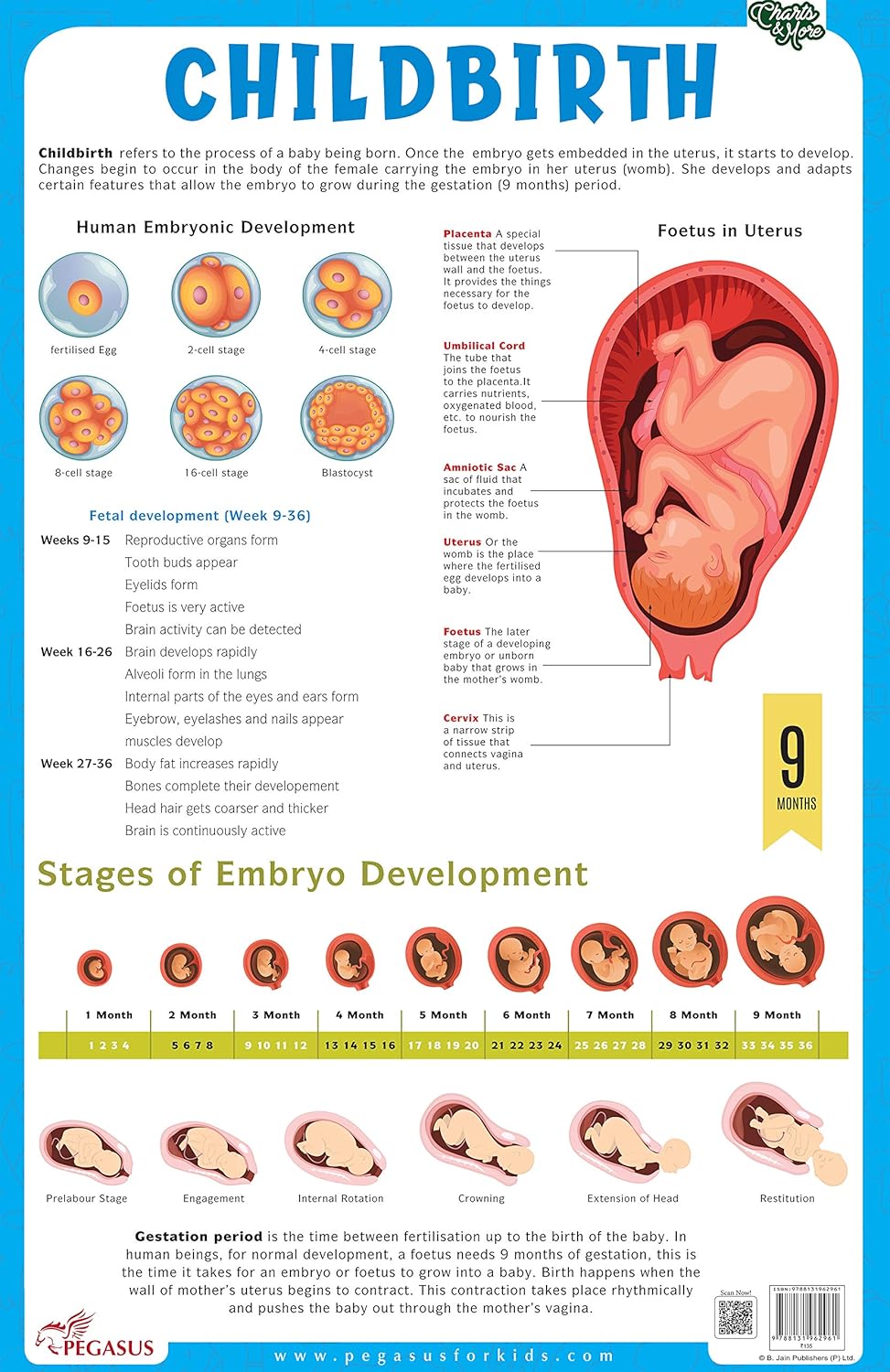 Buy Childbirth - Thick Laminated Chart Book Online at Low Prices in ...