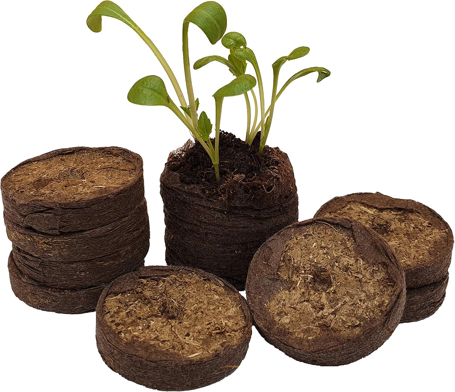 GROWEASY Seed Starter Peat Pellets 50 x 42mm | Natural Peat Growing ...