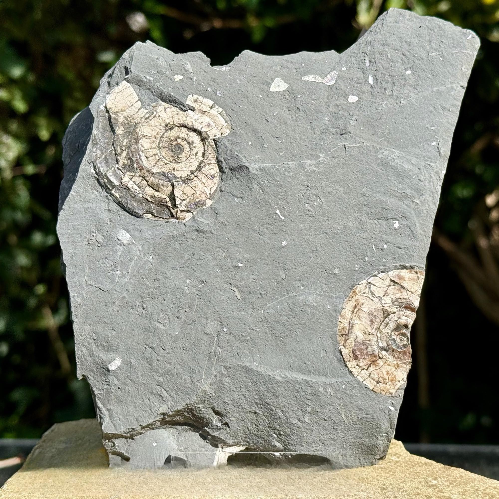 Genuine Psiloceras Planorbis Ammonite Fossils with Stand - Jurassic ...