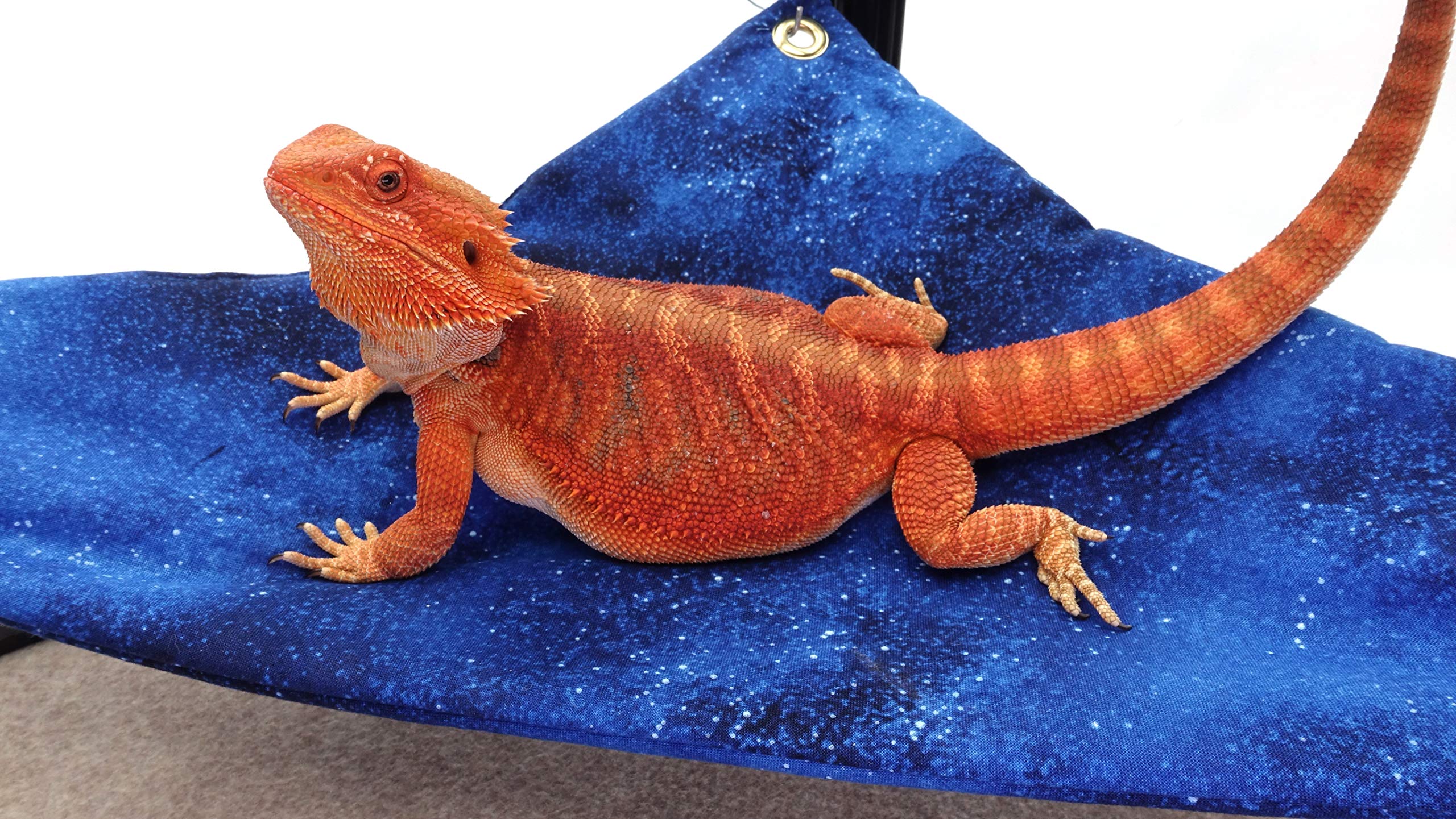 Bearded Dragon Red