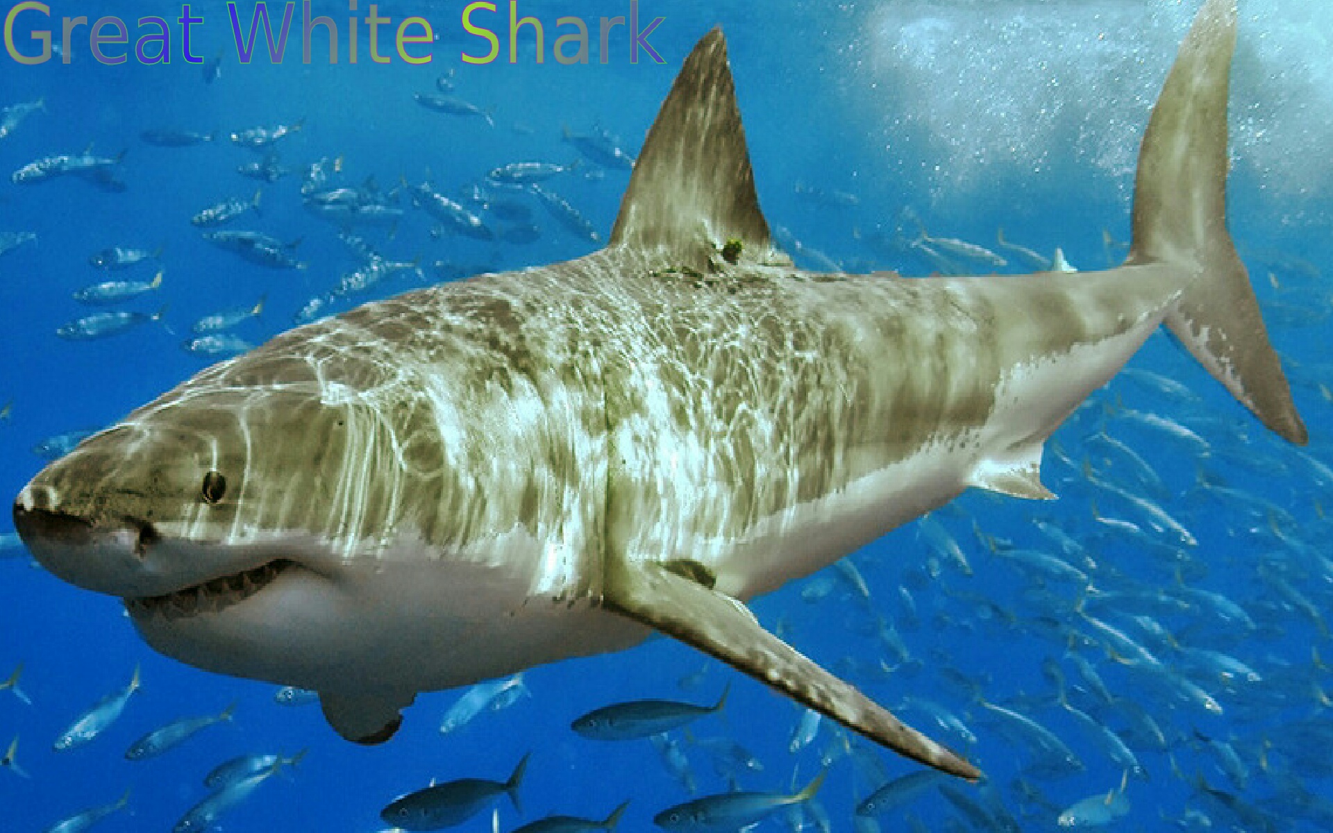 Sharks of the World - App on Amazon Appstore