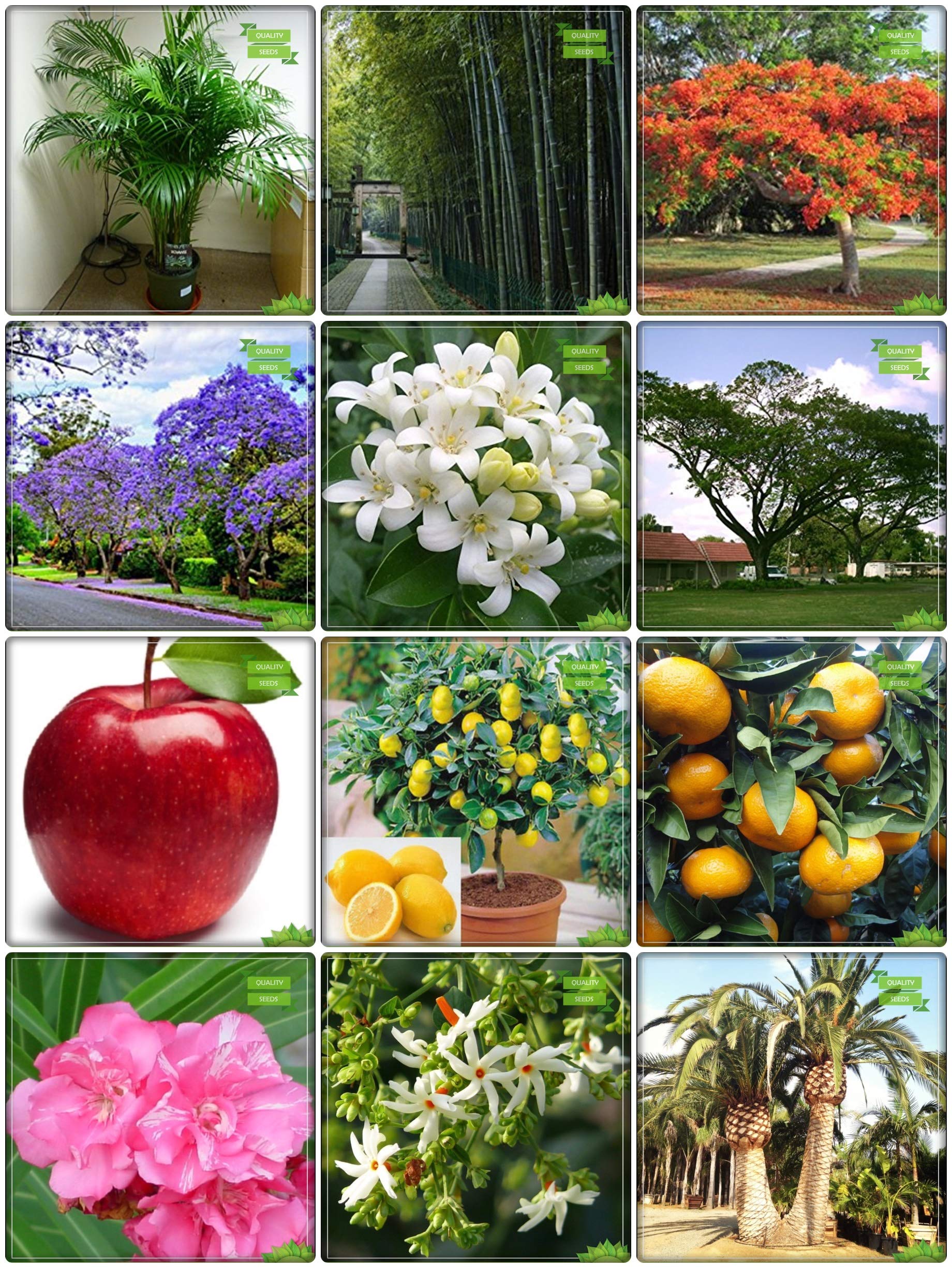 Buy Creative Farmer Summer Combo Tree & Fruit : Apple, Lemon Fruit ...