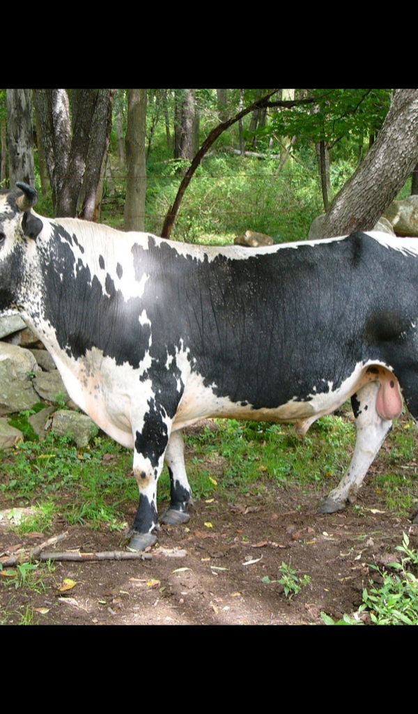 Bull Cow Wallpaper -- HD Wallpapers of Bull Cows! - App on Amazon Appstore