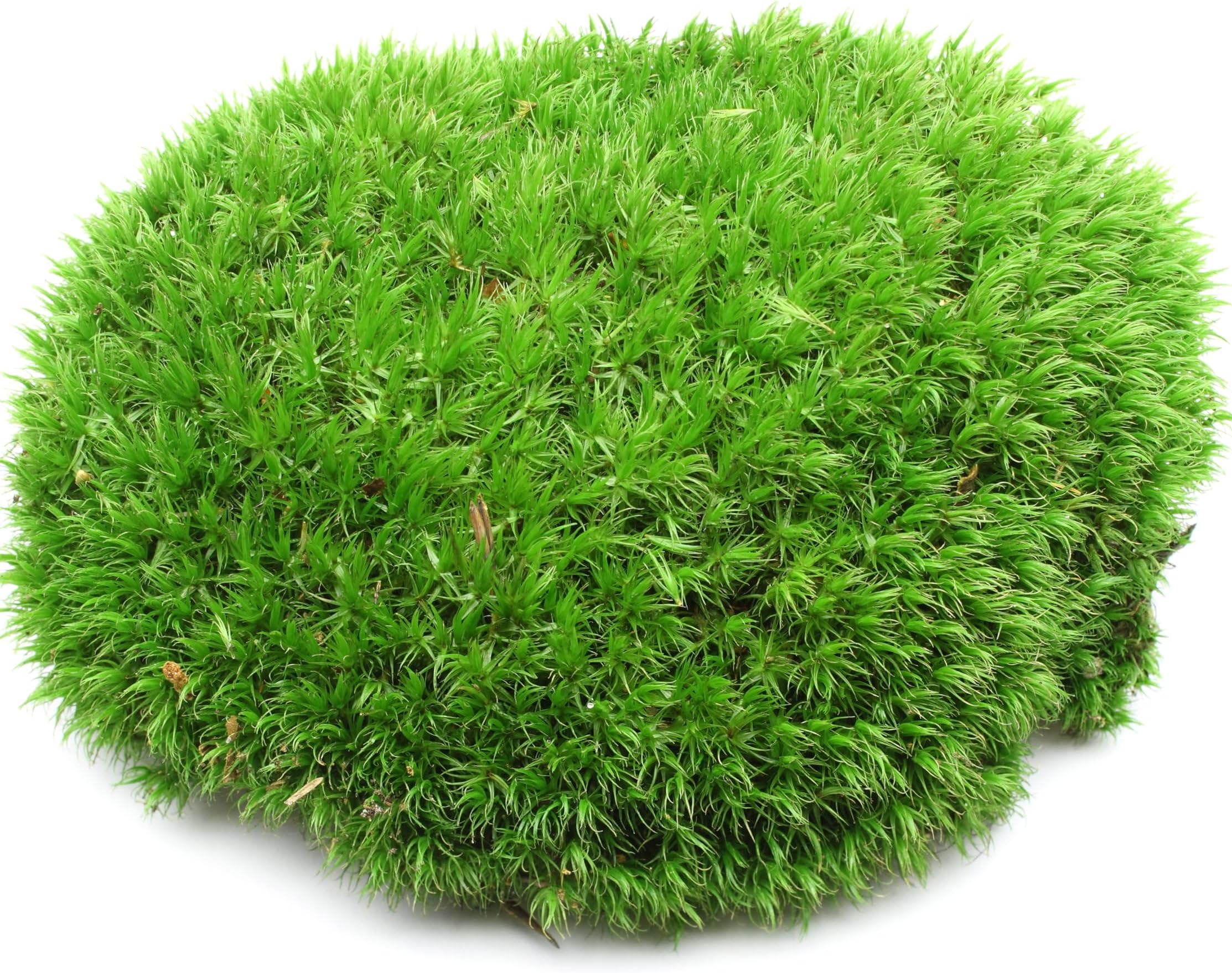 Amazon.com : Living Moss - Fresh Sheet Moss Perfect for Terrariums and ...