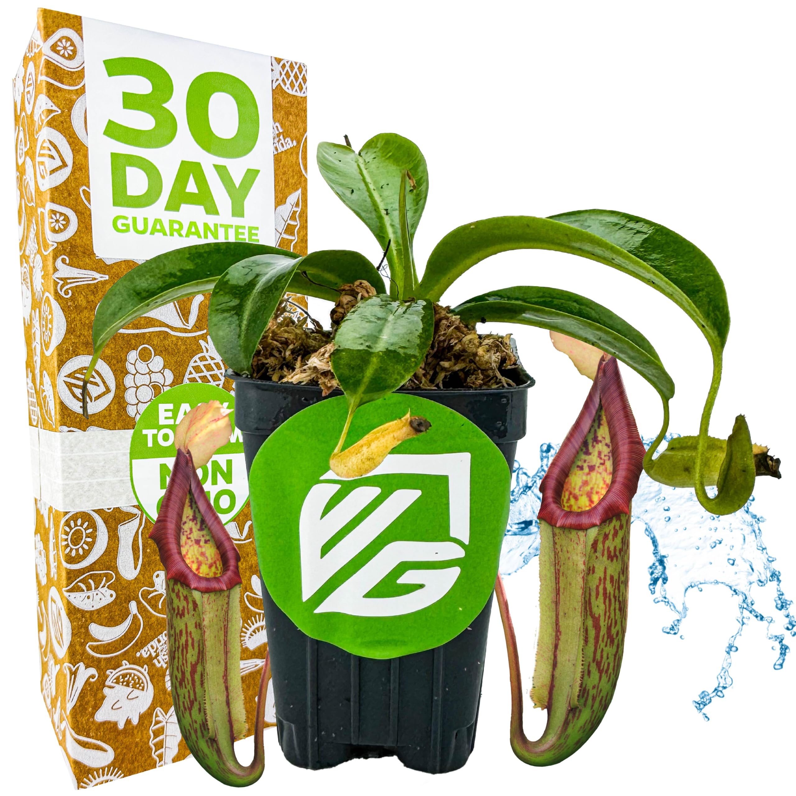 Amazon.com : Miranda Carnivorous Pitcher Plant - Nepenthes Miranda ...