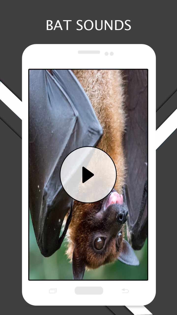 Bat Sounds - App on Amazon Appstore