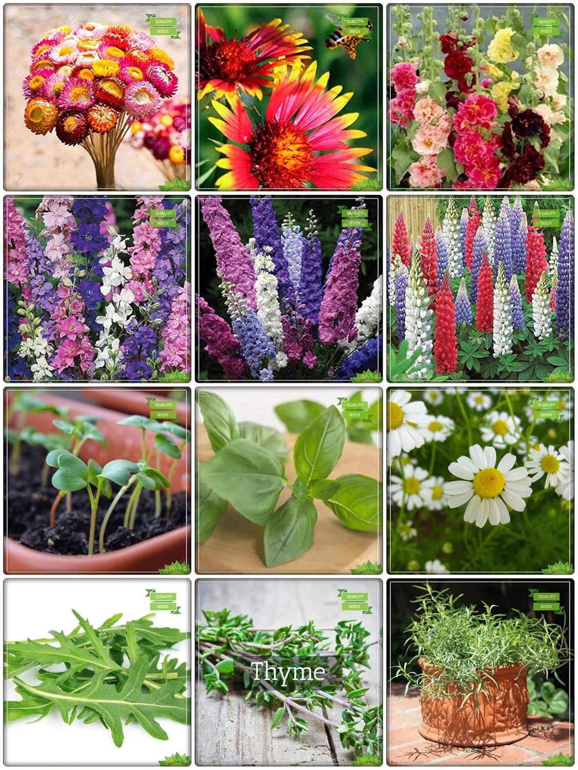 Creative Farmer Garden Flower Seeds All Season Combo Herb Seeds ...