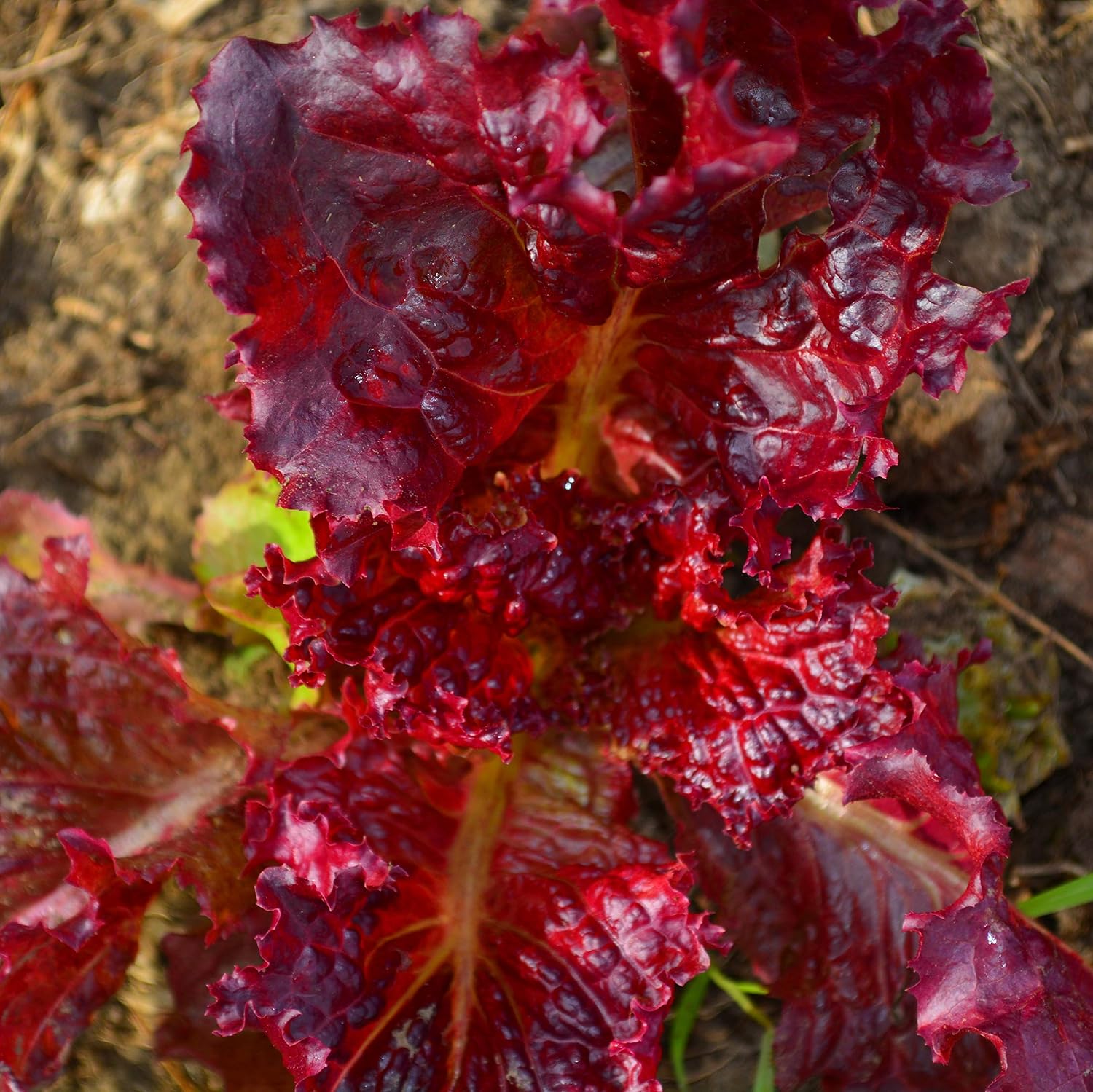 Amazon.com : Red Velvet Lettuce - 150 Seeds - Heirloom & Open ...