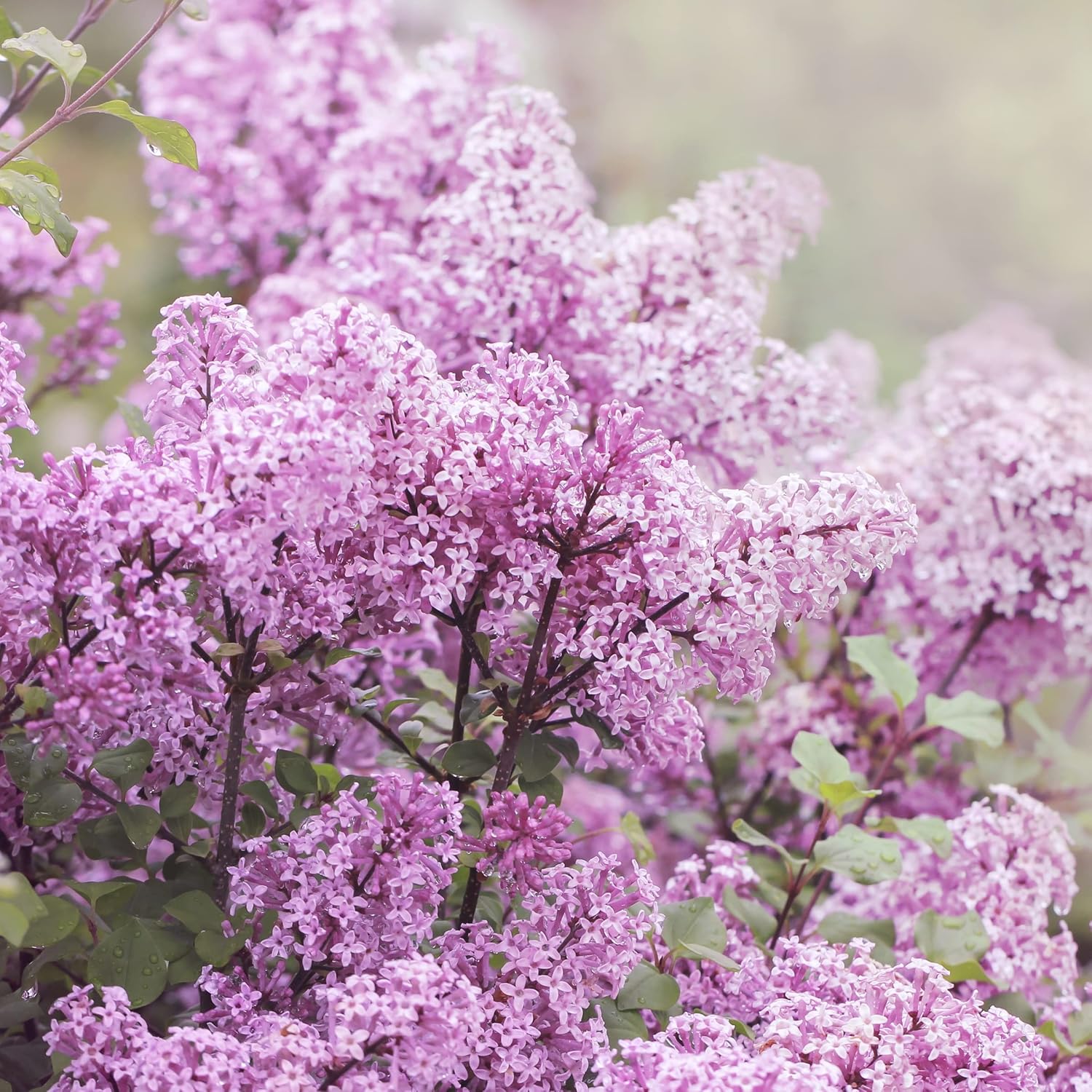 Amazon.com : 1 Gal. Syringa Palibin Tree in Grower Container - 1 Piece ...