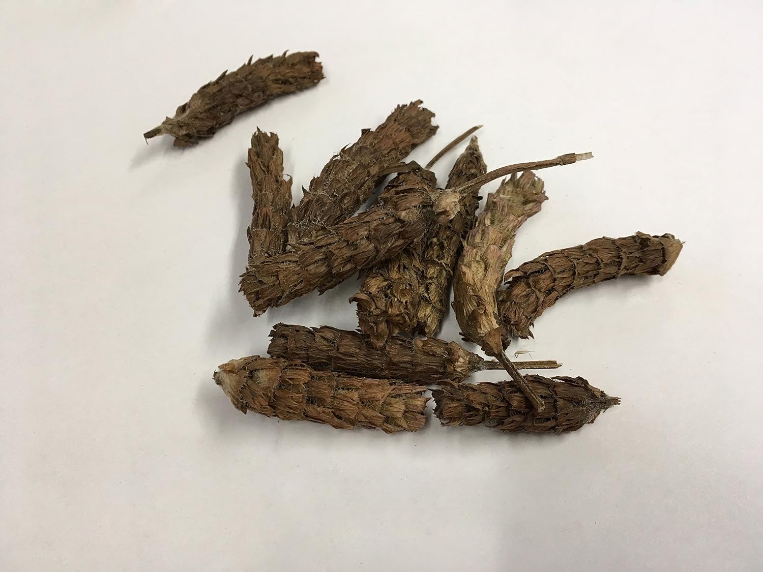 Amazon.com: Wild Spica Prunellae | Wild Prunella vulgaris L. | Xia Ku ...