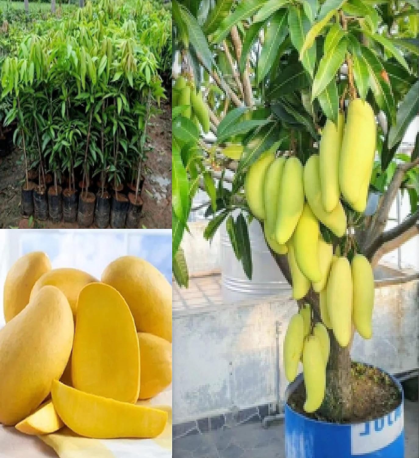 Oxiflora"Yellow Banana Mango" Live Amba fruit plant Grafted hybrid ...