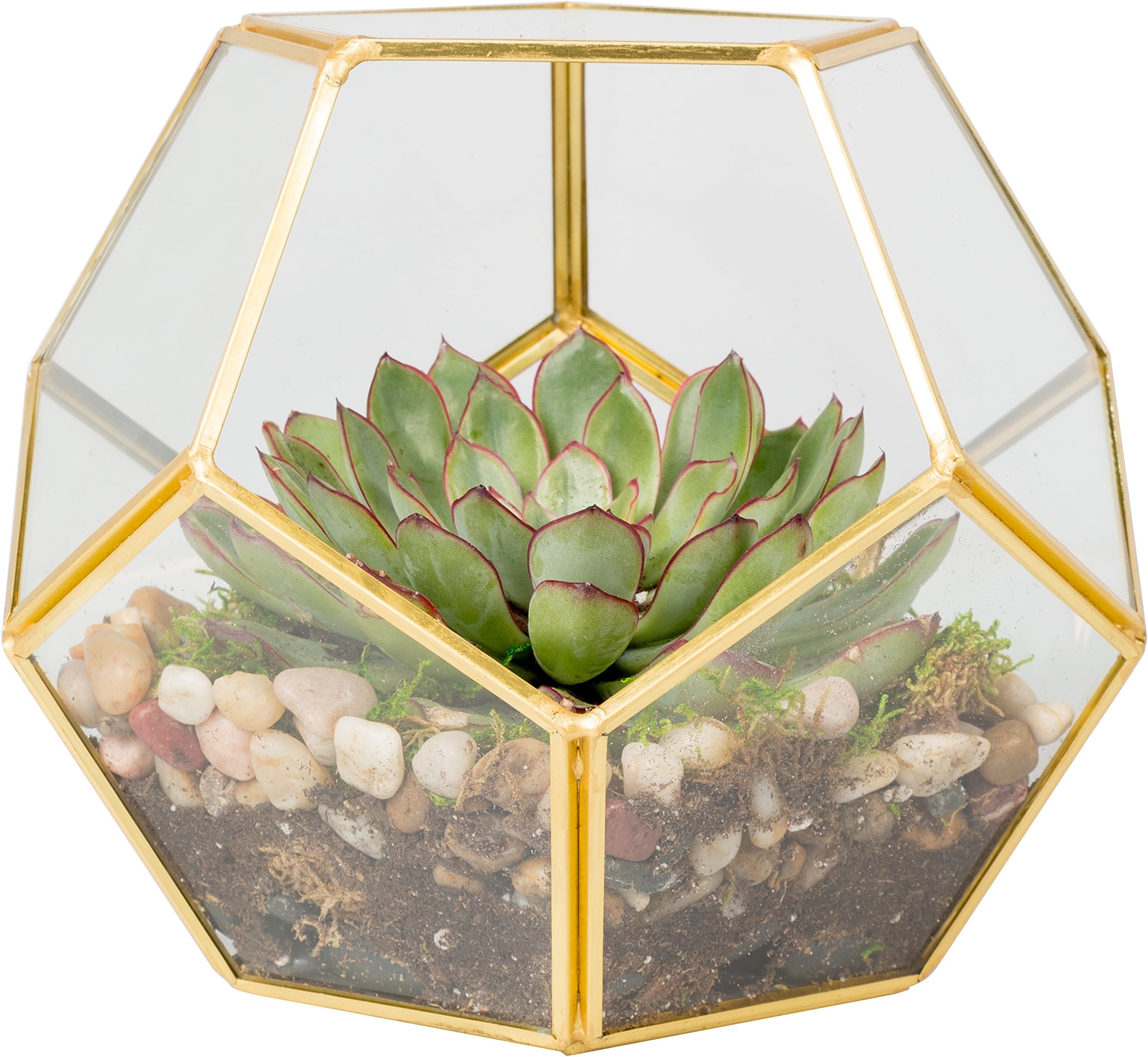 Amazon.com: Large Geometric Terrarium Glass Container, 11 inch high ...