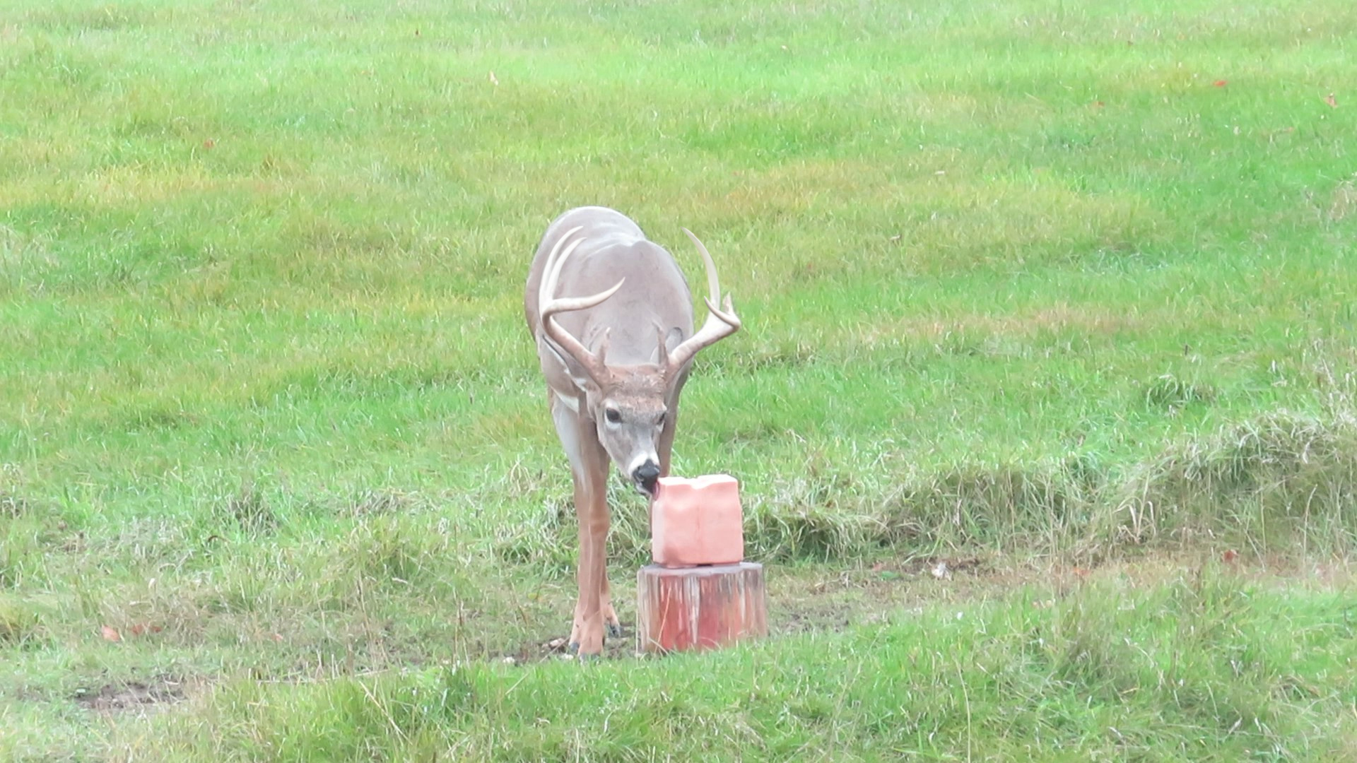 Watch 25 Lb. Mighty Deer Sweet Apple Block on Amazon Live