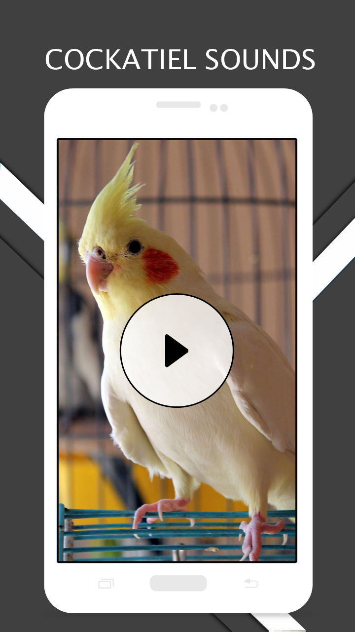 Cockatiel Sounds And Ringtones - App on Amazon Appstore