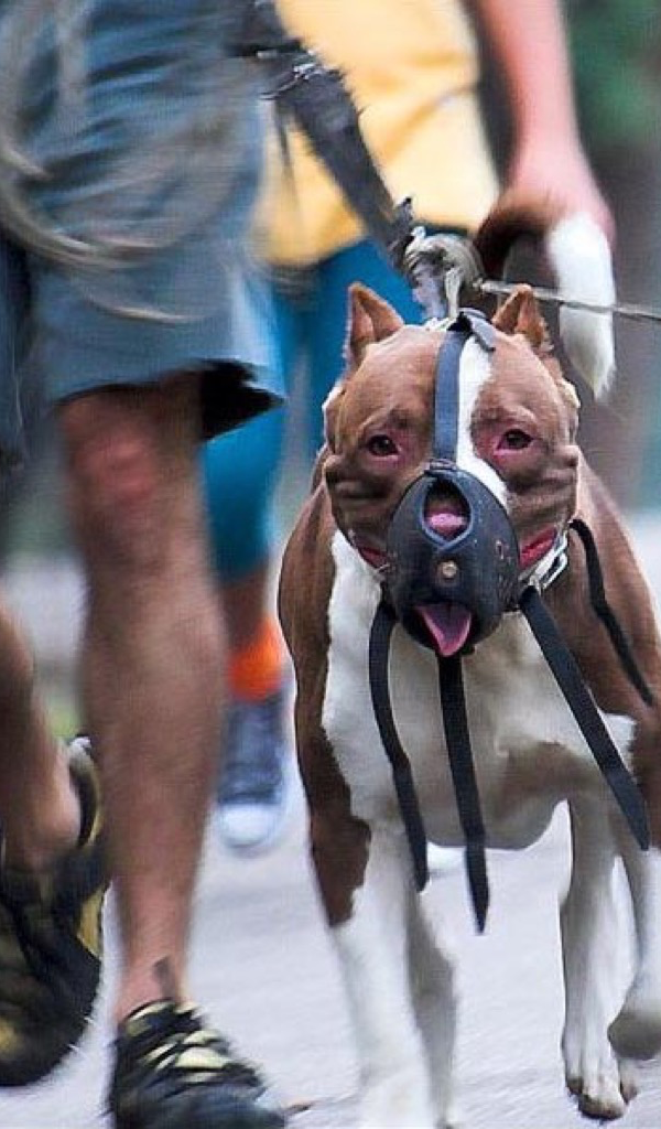 Vicious Dog Wallpaper -- HD Wallpapers of Vicious Dogs! - App on the ...