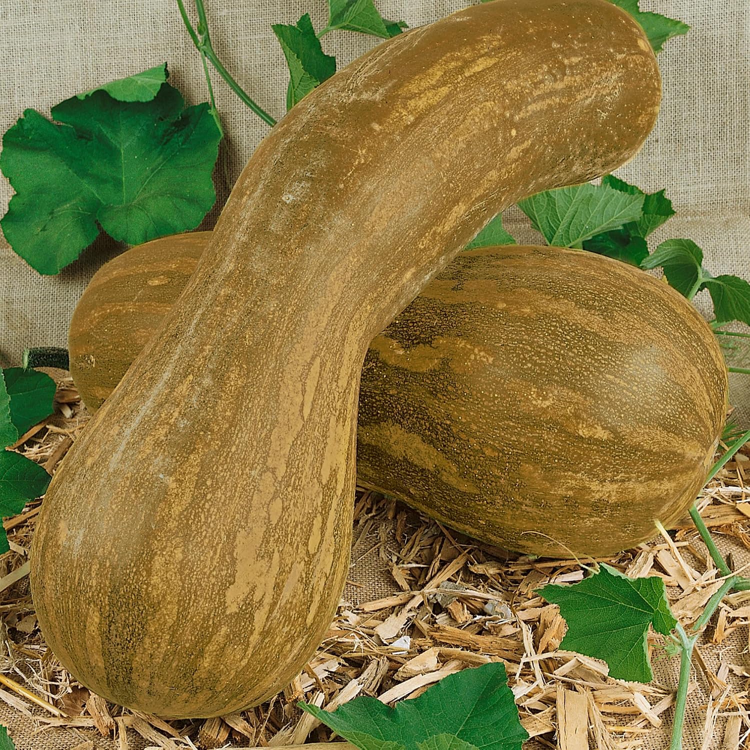 Amazon.com : Lungo de Napoli Winter Squash Seeds - 4 g Packet ~20 Seeds ...