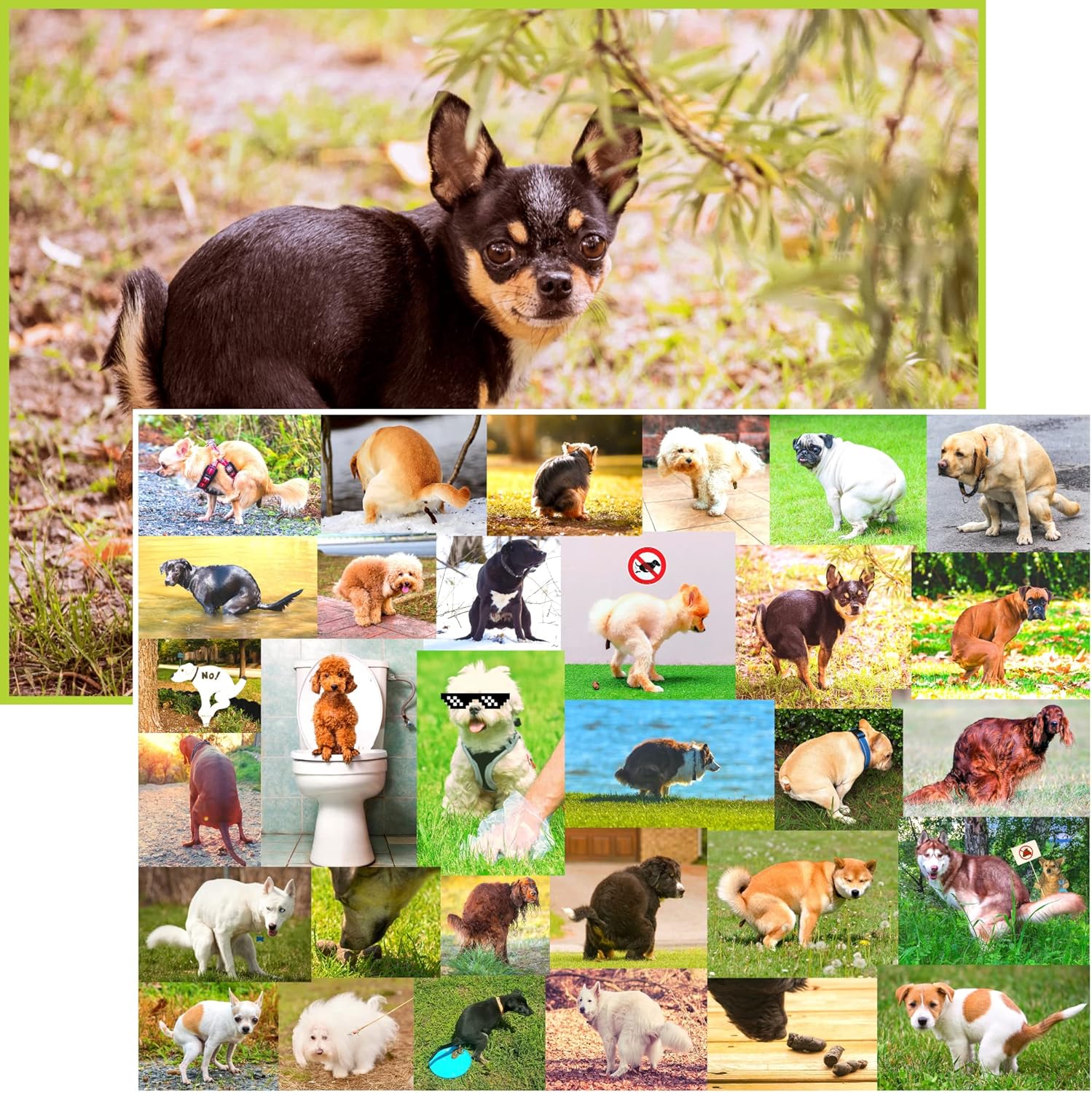 Amazon.com: Pooping Dogs 2 1000 Piece Jigsaw Puzzle + Pooping Chihuahua ...