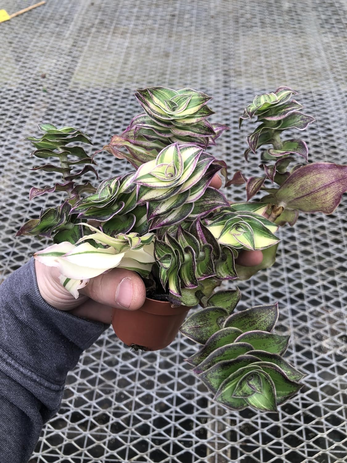 Amazon.com : Generic Tradescantia Dragon Tail ~ Live Wandering Jew ...