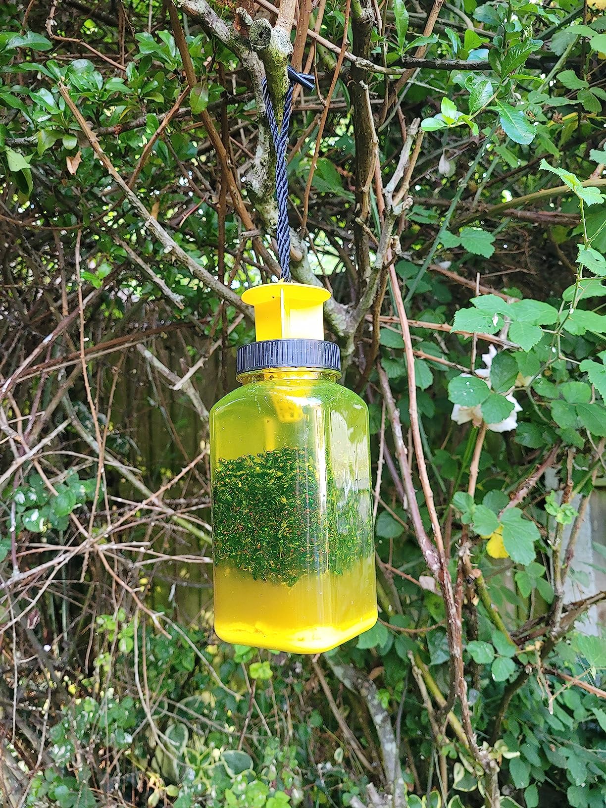 Bugoff Fly Catcher Fly Killer Refills for Outdoor & Garden, Attract ...