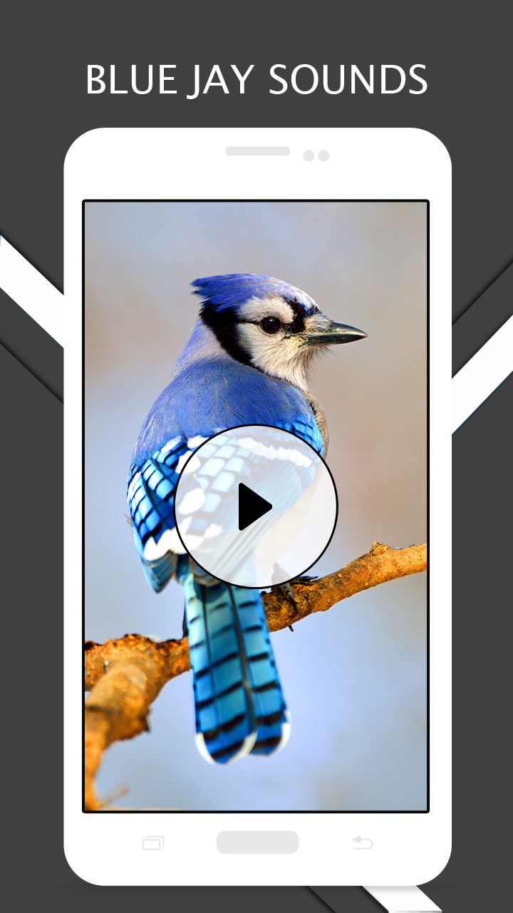 Live Like Jay Wallpaper